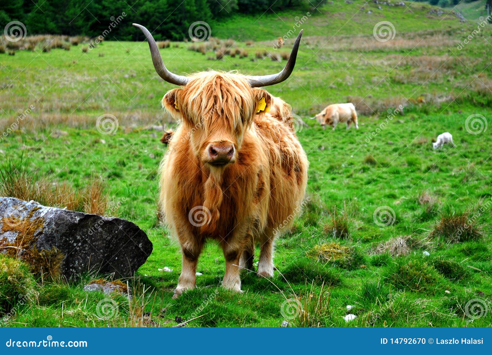 Scottish Buffalo, Highlander Stock Photo - Image of horn, nature: 14792670