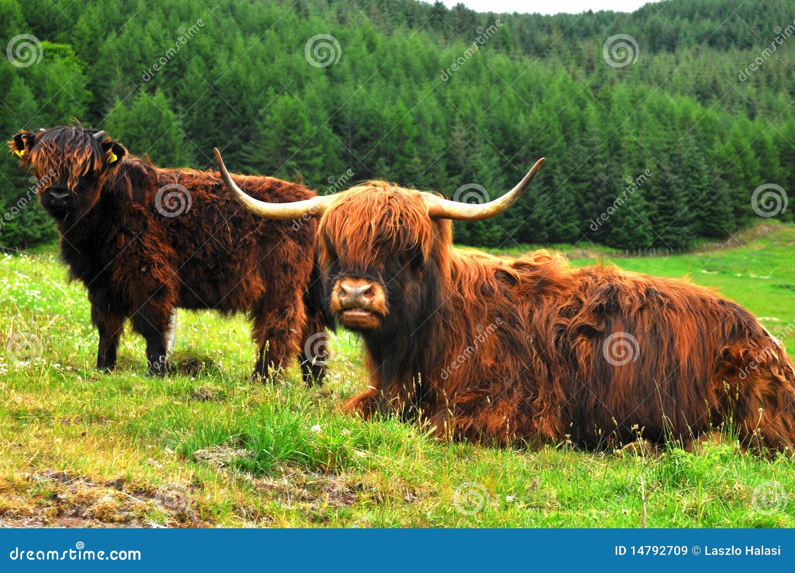 Scottish Buffalo, Highlander Stock Image - Image of bull, dairy: 14792709