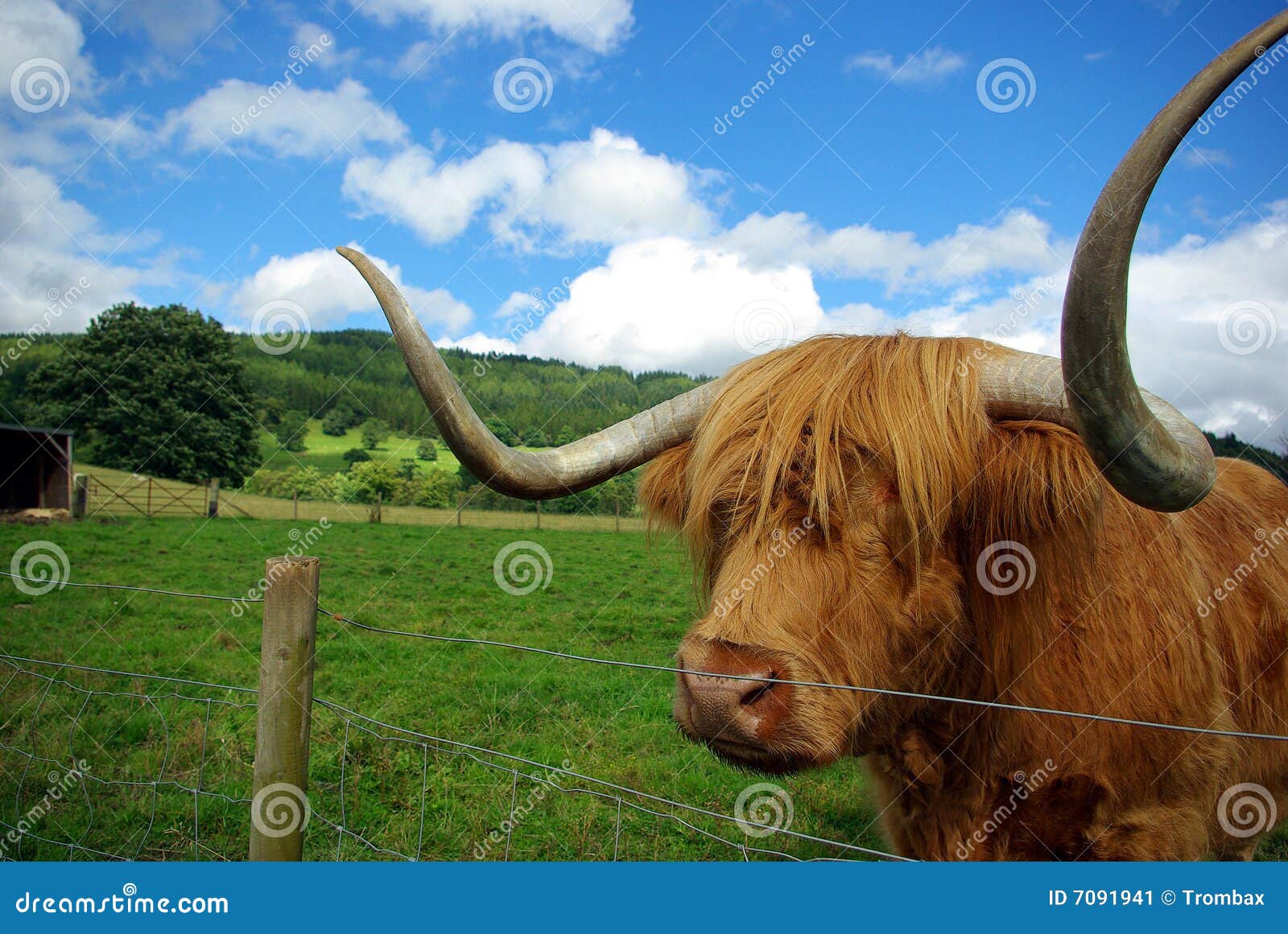 Scottish bull stock image. Image of attraction, bull, characteristic ...