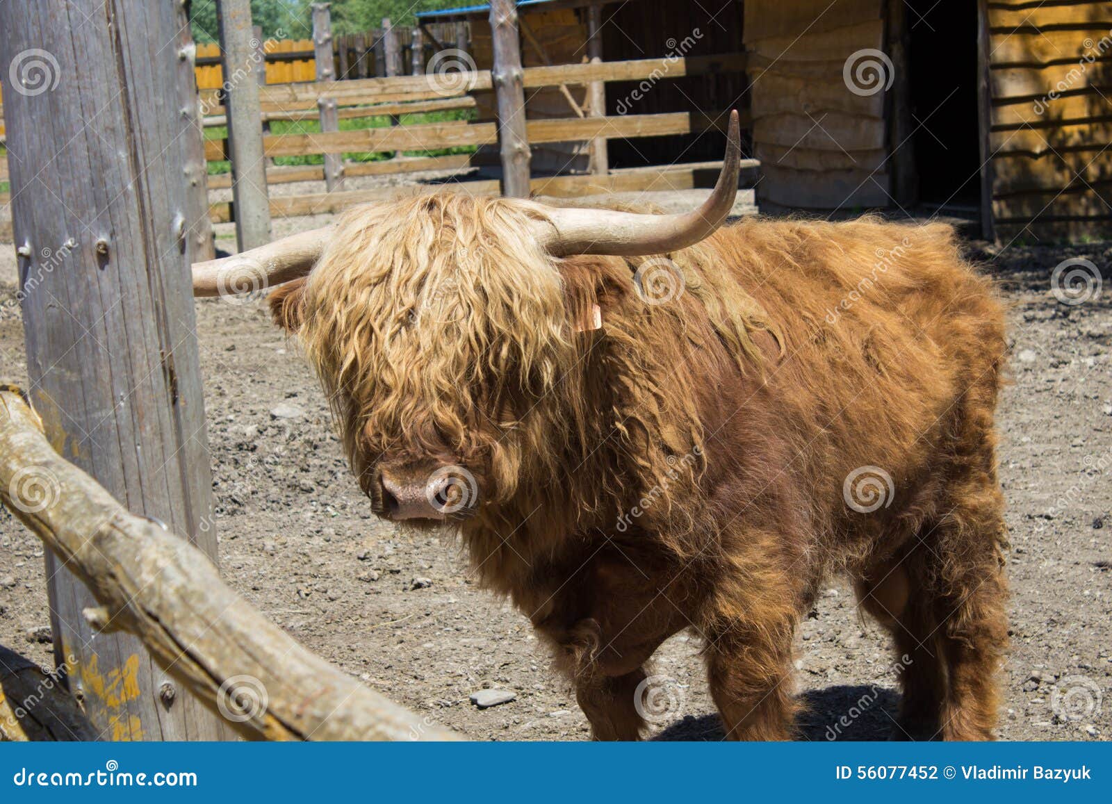 Scottish bull on a farm stock photo. Image of looking - 56077452