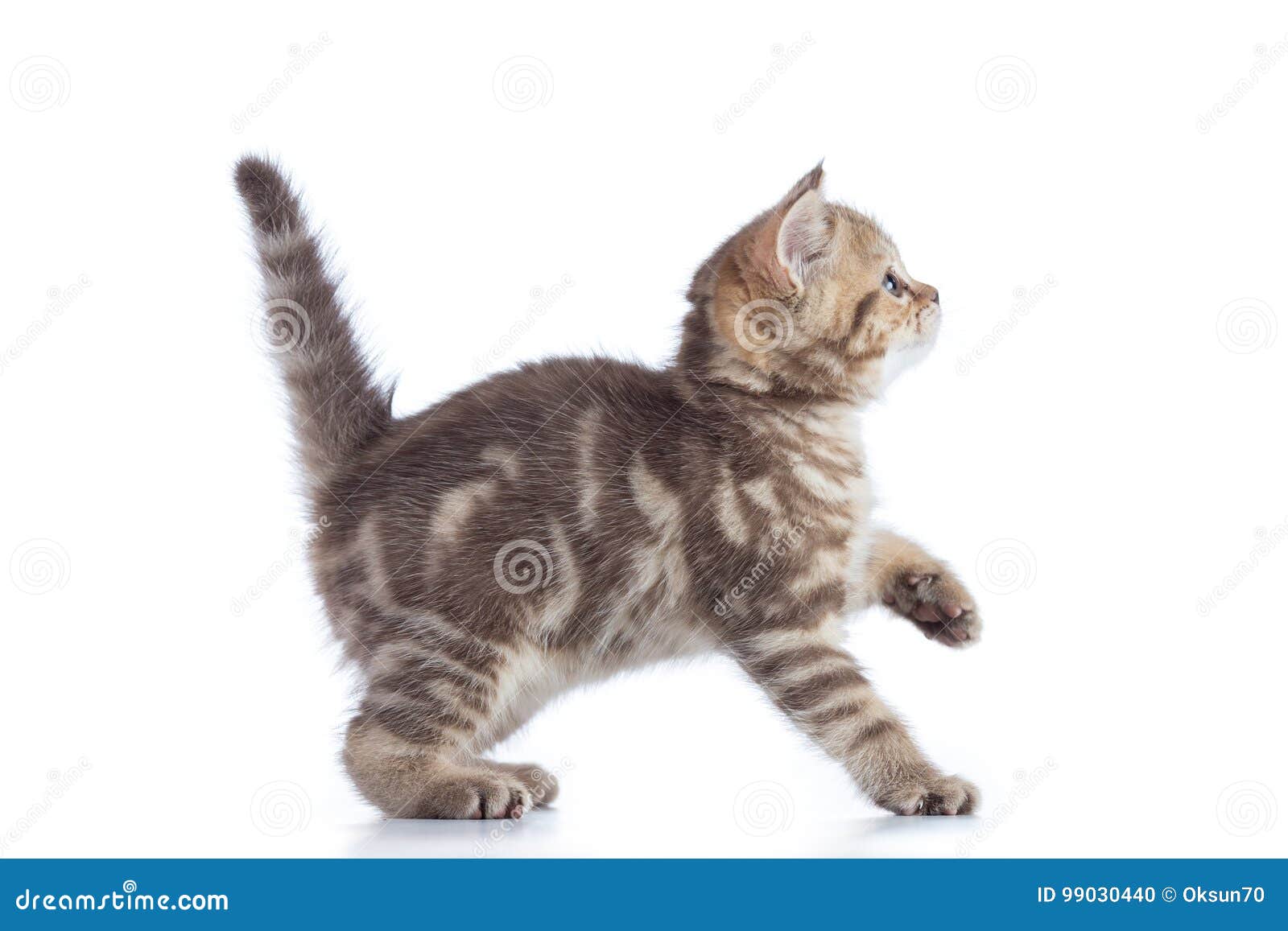 Scottish Cat Kitten Profile Side View Stock Photo - Image of profile ...
