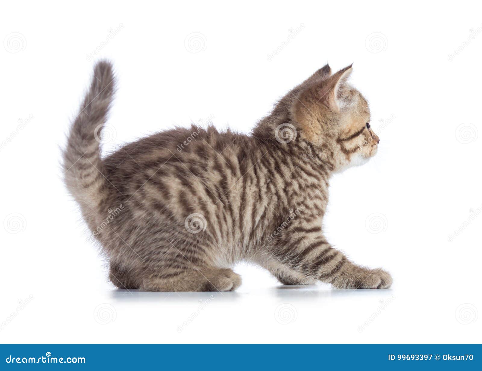 Scottish Cat Kitten Profile Side View Isolated on White Stock Image ...