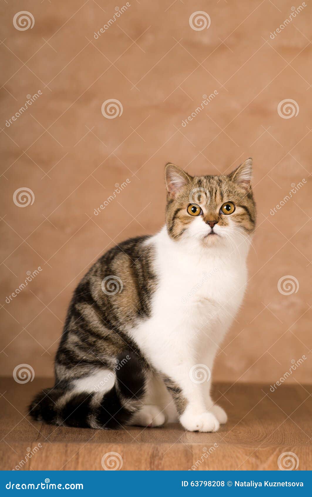 Scottish cat portrait stock photo. Image of kitty, portrait - 63798208