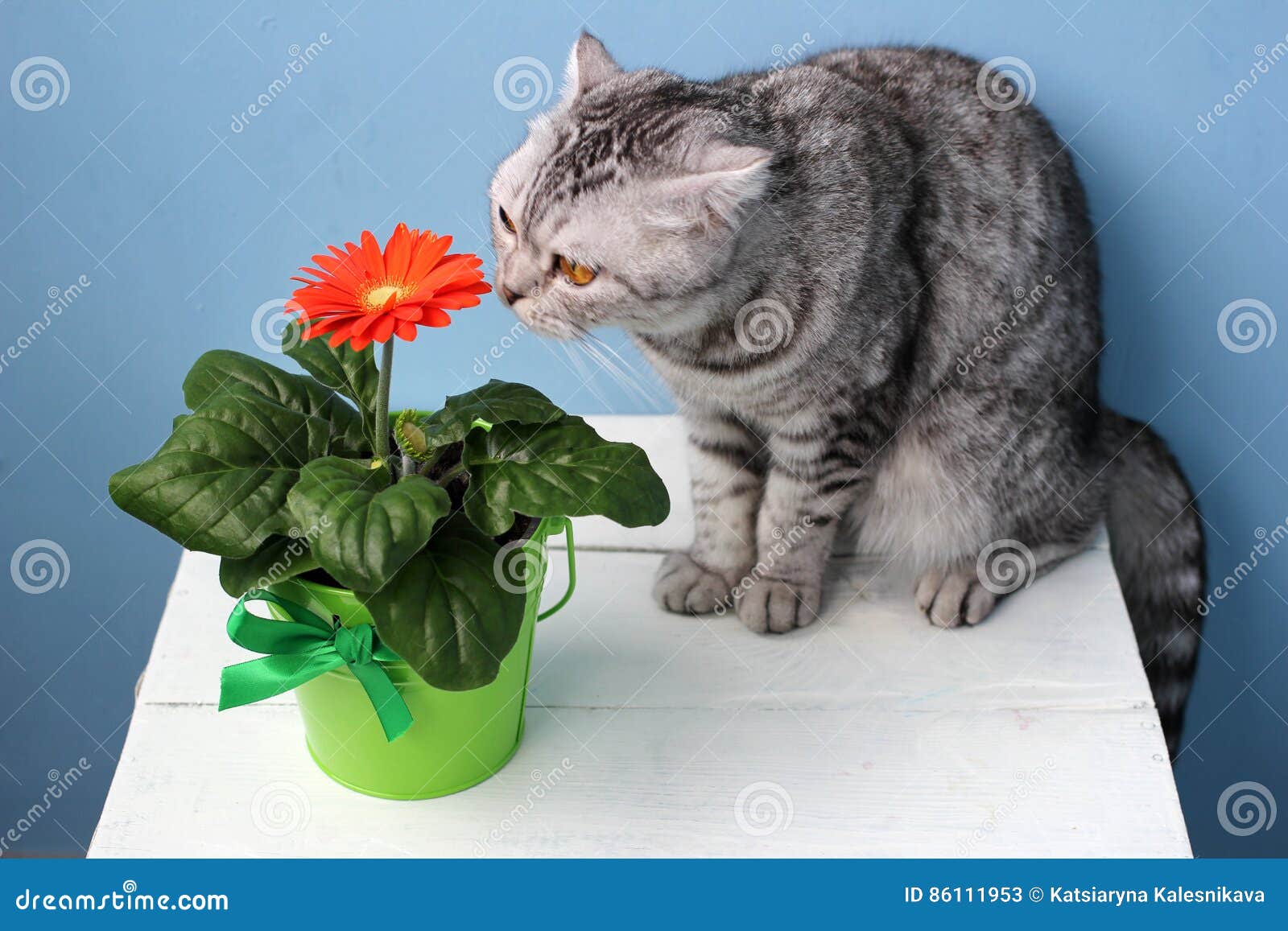 Scottish Cat Smelling a Flower Stock Image - Image of beautiful, breed ...
