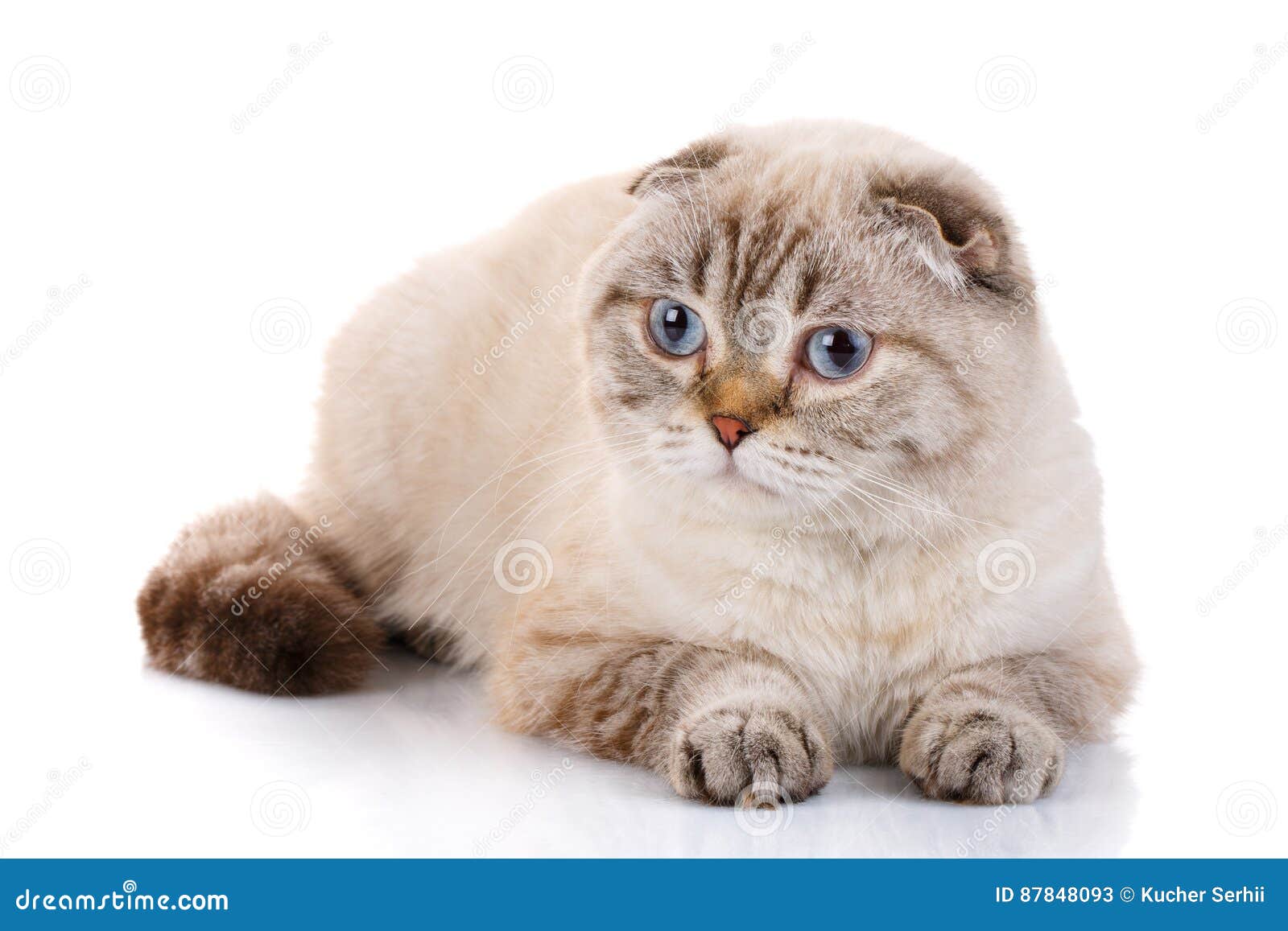 Scottish Cat Top View Isolated Stock Image - Image of domestic, playing ...