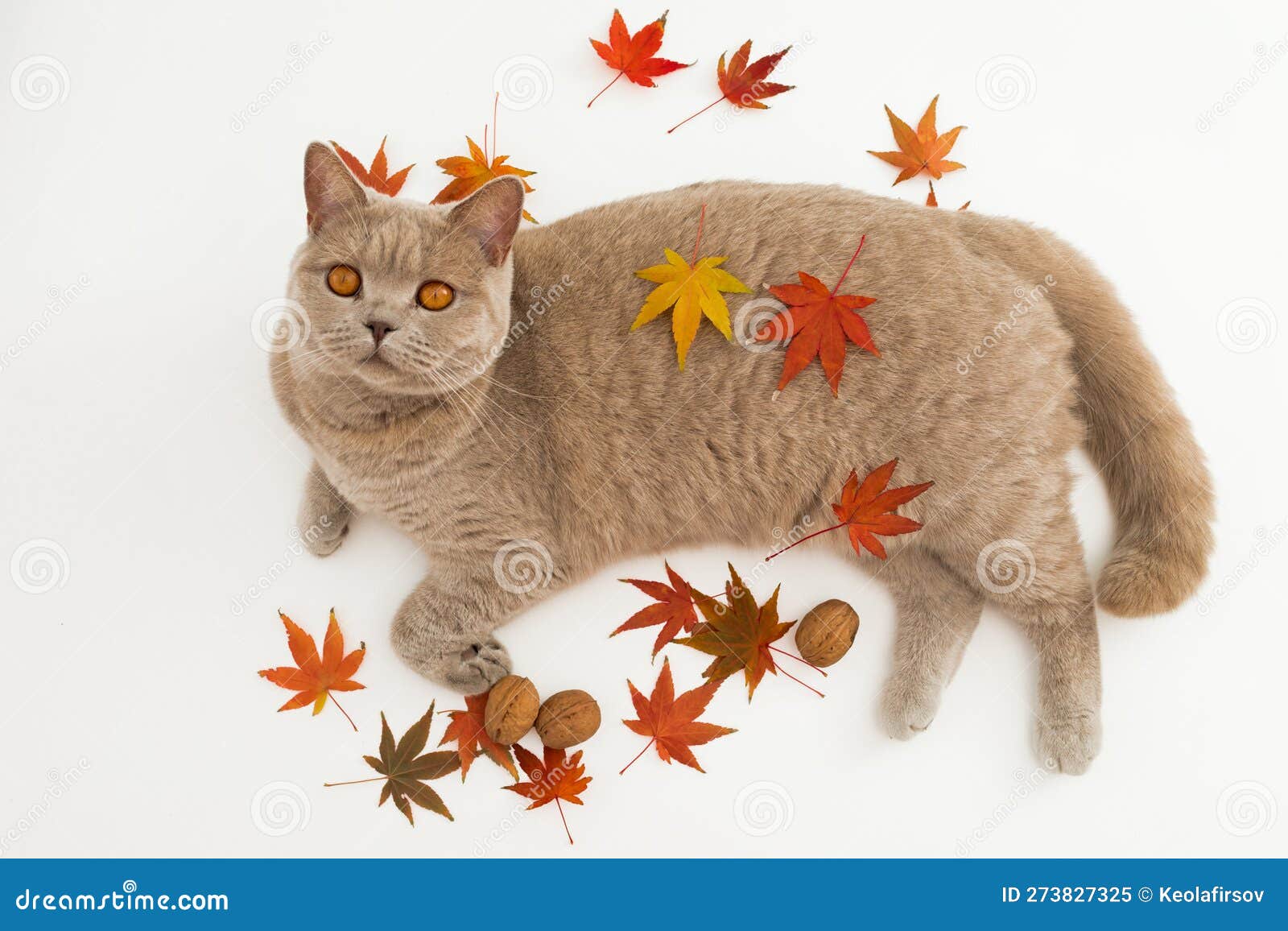 Scottish Cat on White Look at Camera. Scottish Cat with Autumnal Fall ...