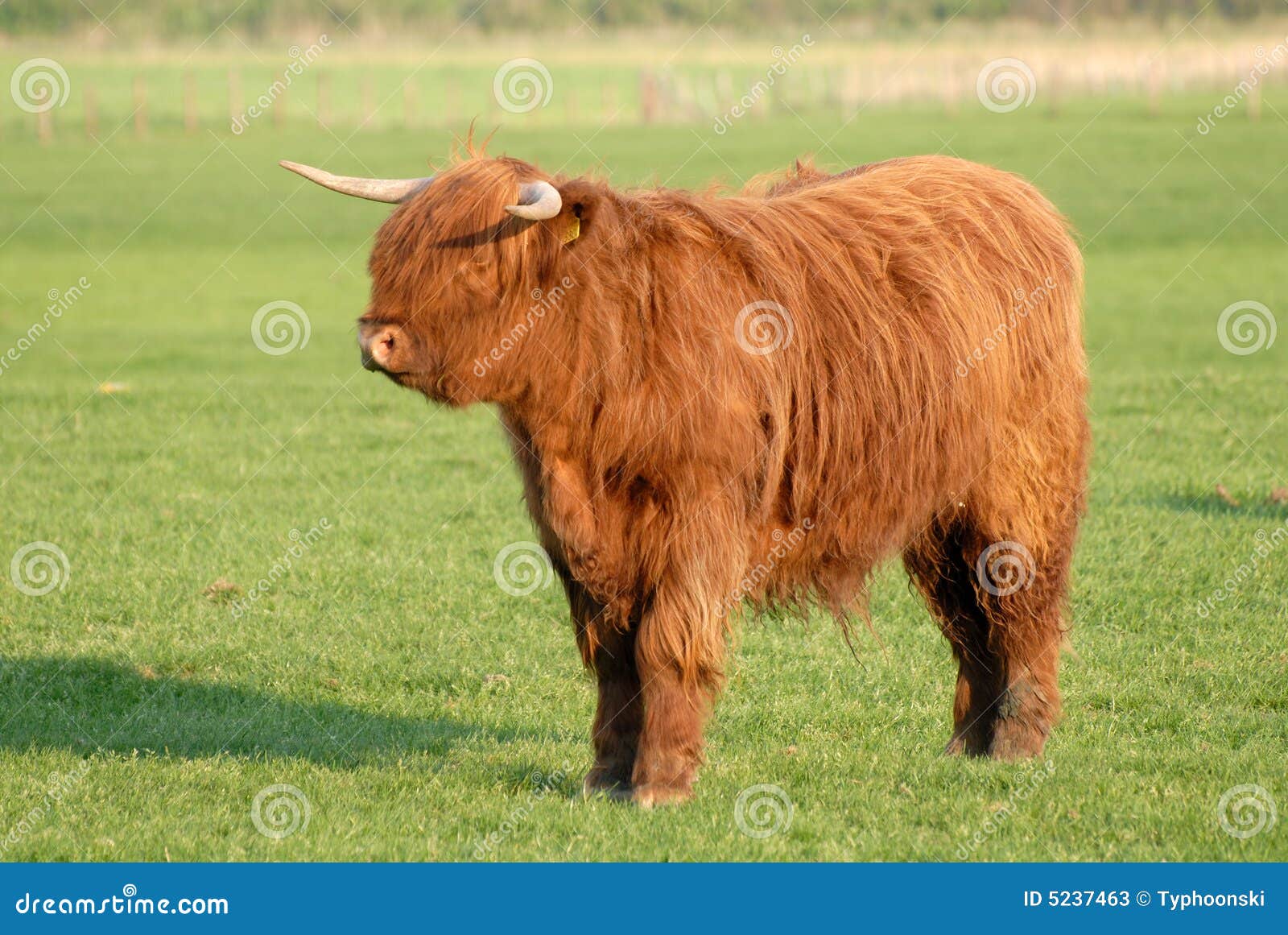 Scottish cattle stock image. Image of buffalo, environmental - 5237463