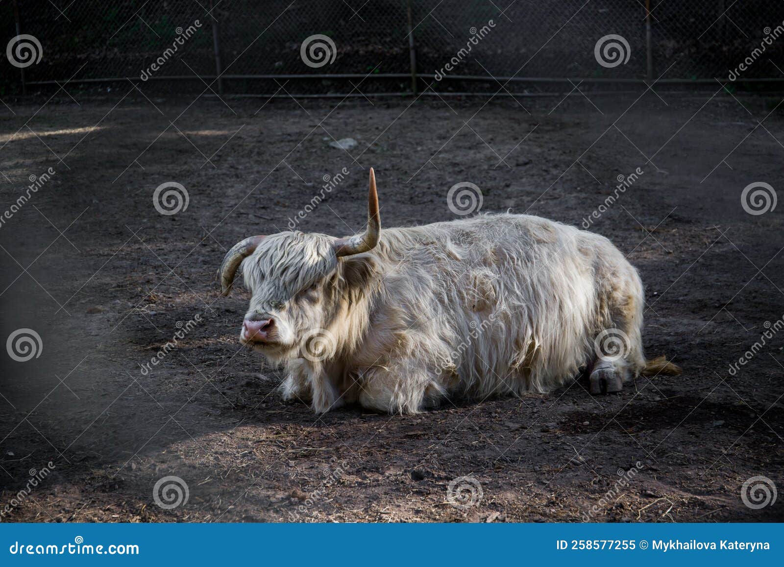 Scottish Cattle Lying in the Paddock. Even-toed Animals Graze. Farm ...