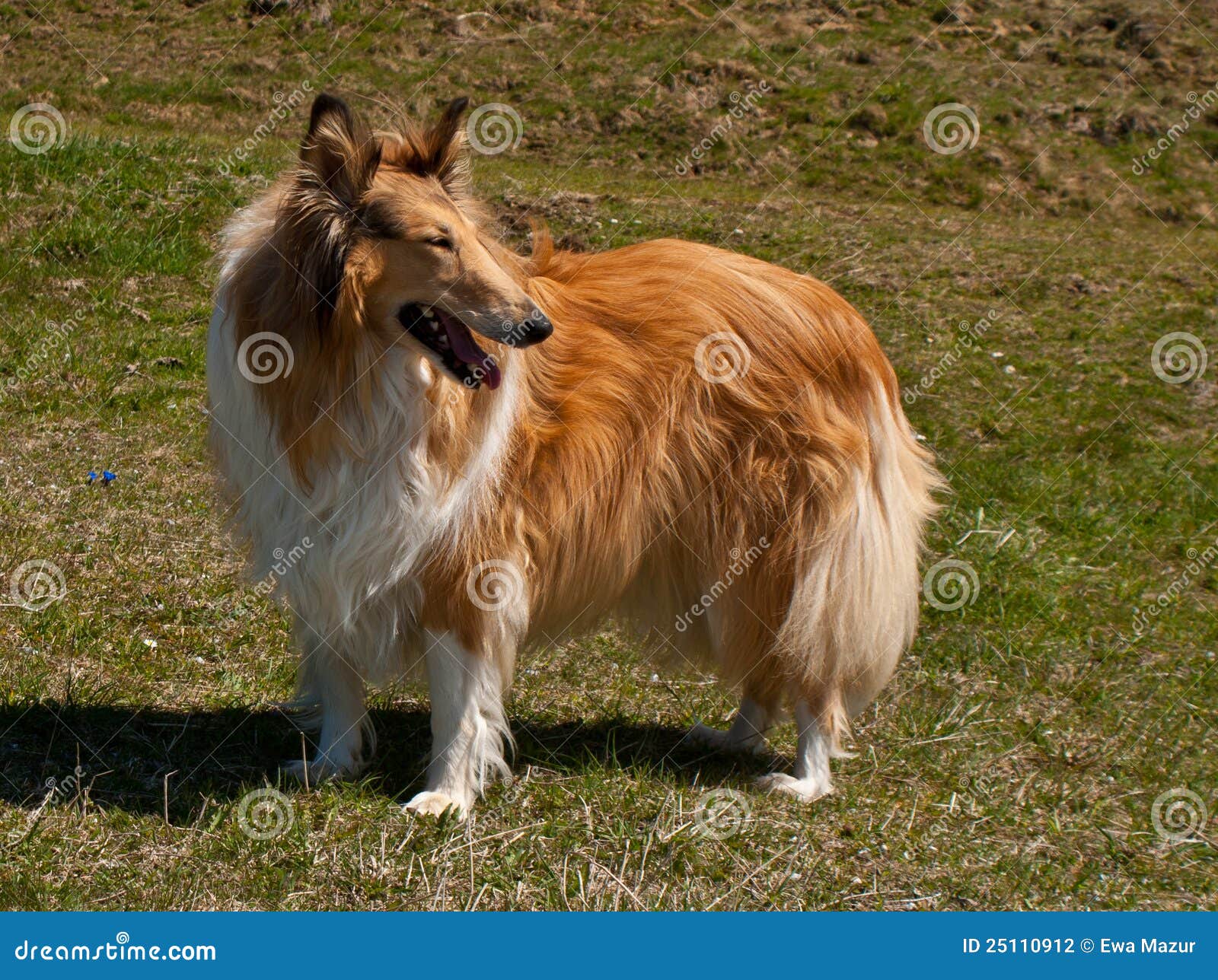 Scottish collie stock photo. Image of breed, long, green - 25110912