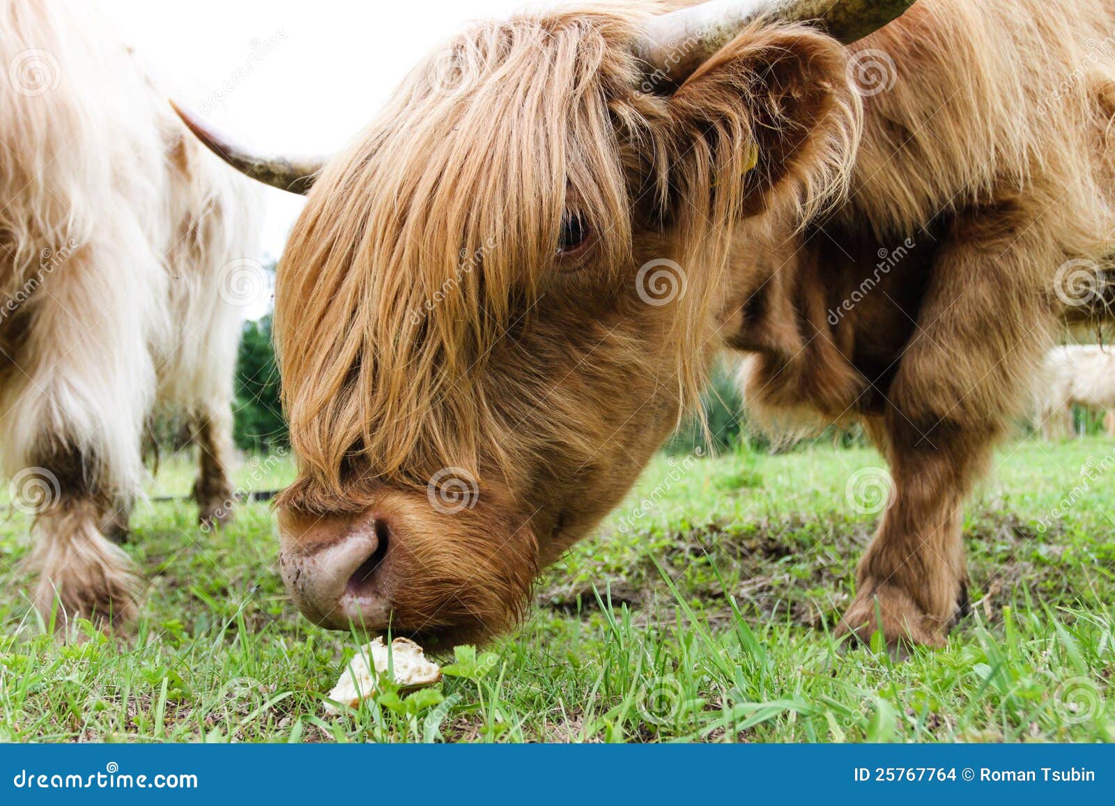 Scottish cow eating bread stock photo. Image of netherlands - 25767764