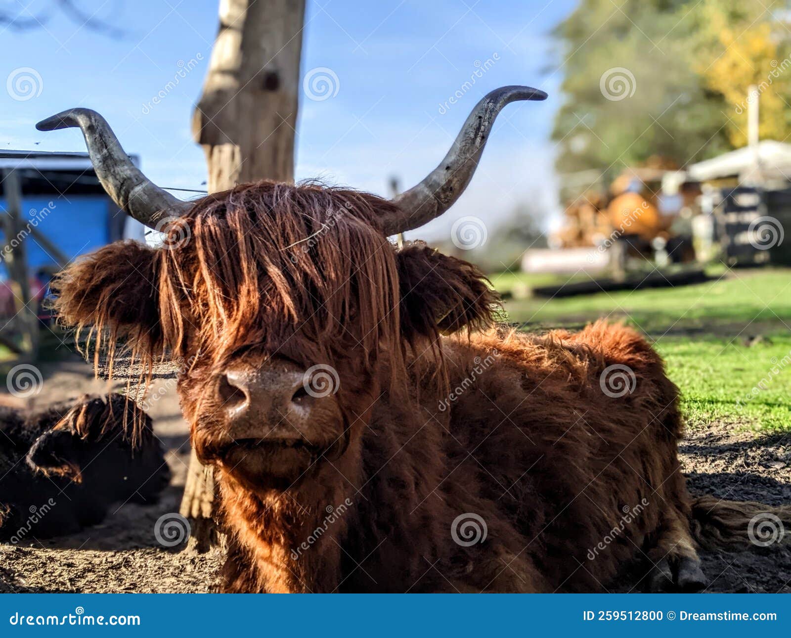 Scottish cow portrait 2 stock photo. Image of bull, horn - 259512800