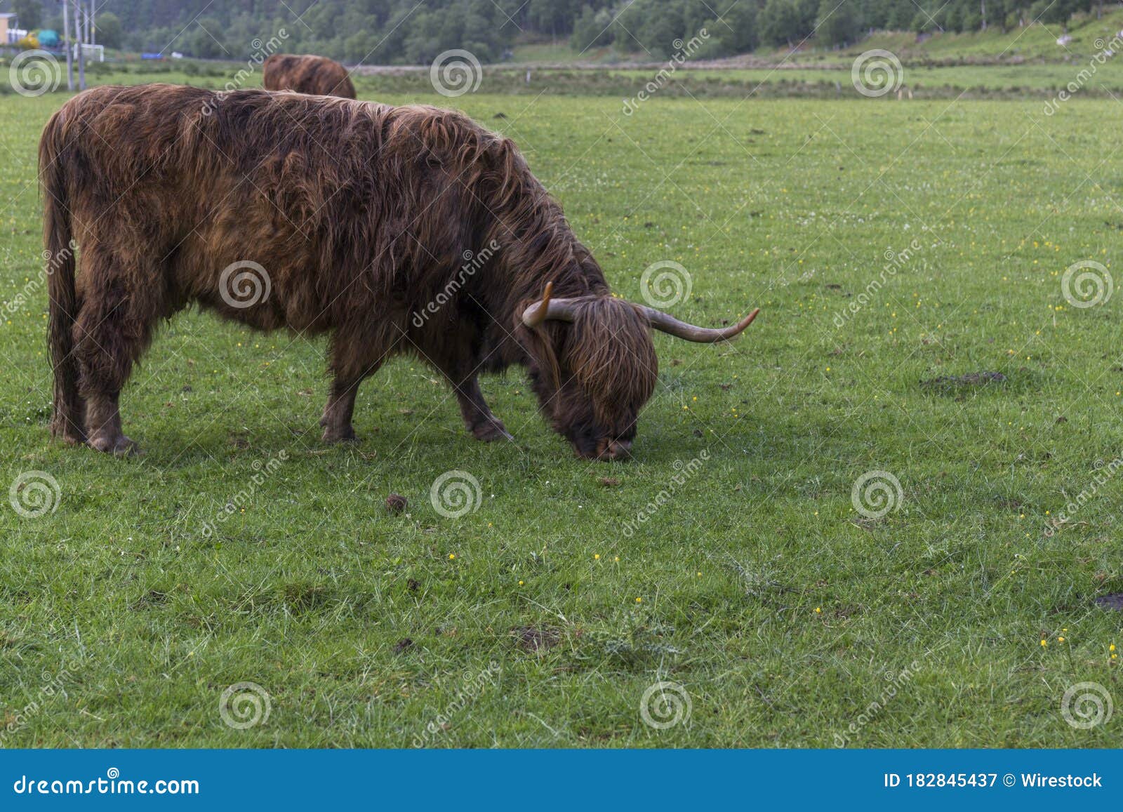 Scottish cows stock image. Image of famous, beef, hair - 182845437
