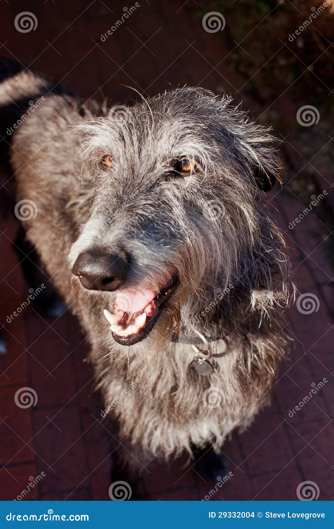 Scottish Deerhound stock photo. Image of domesticated - 29332004