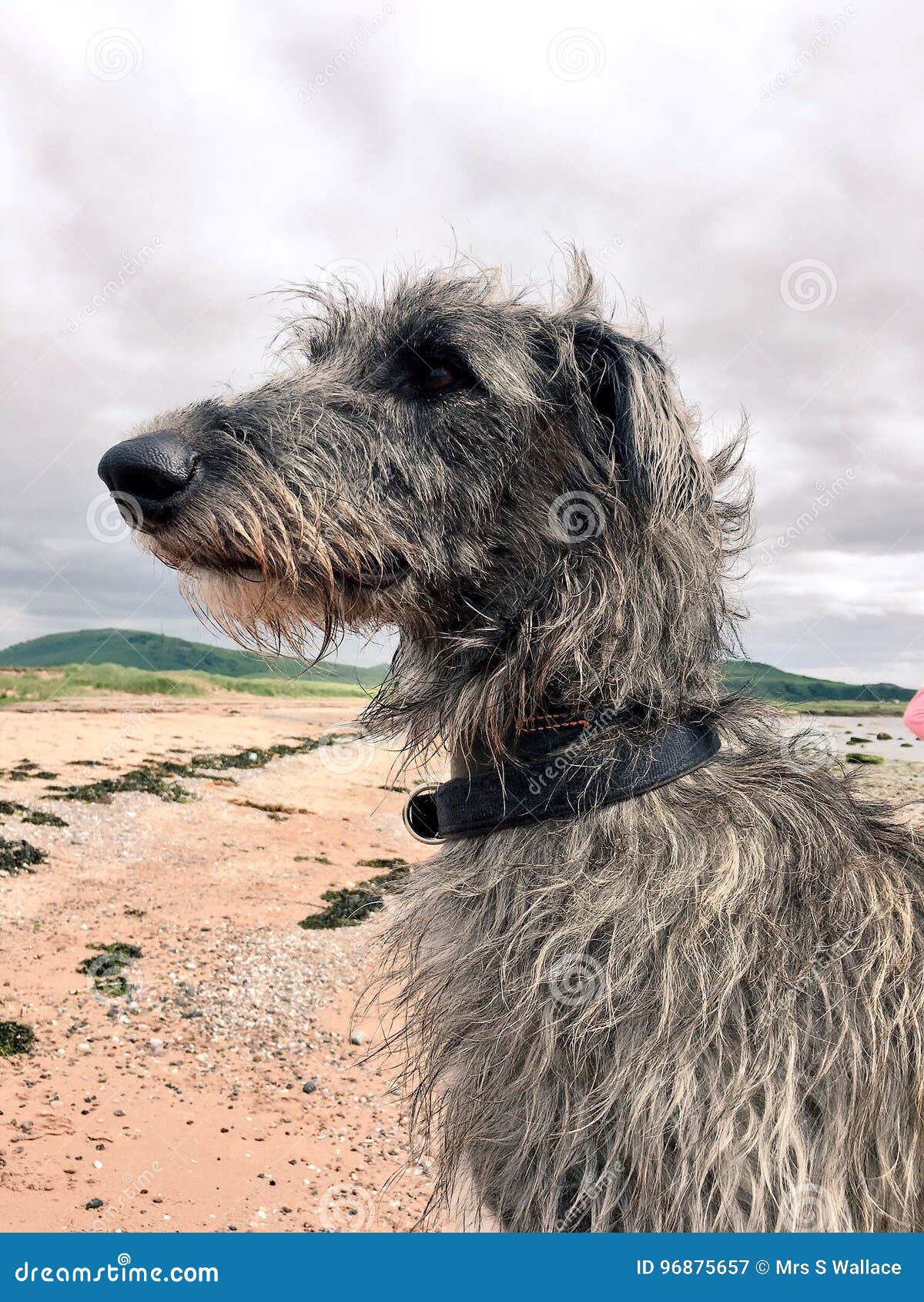 Scottish Deerhound stock image. Image of beach, deerhound - 96875657
