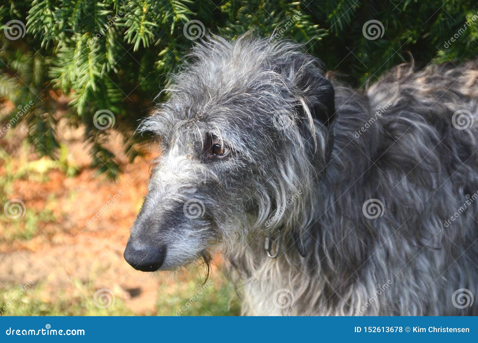Scottish Deerhound Face Portrait Stock Photo - Image of deerhound ...