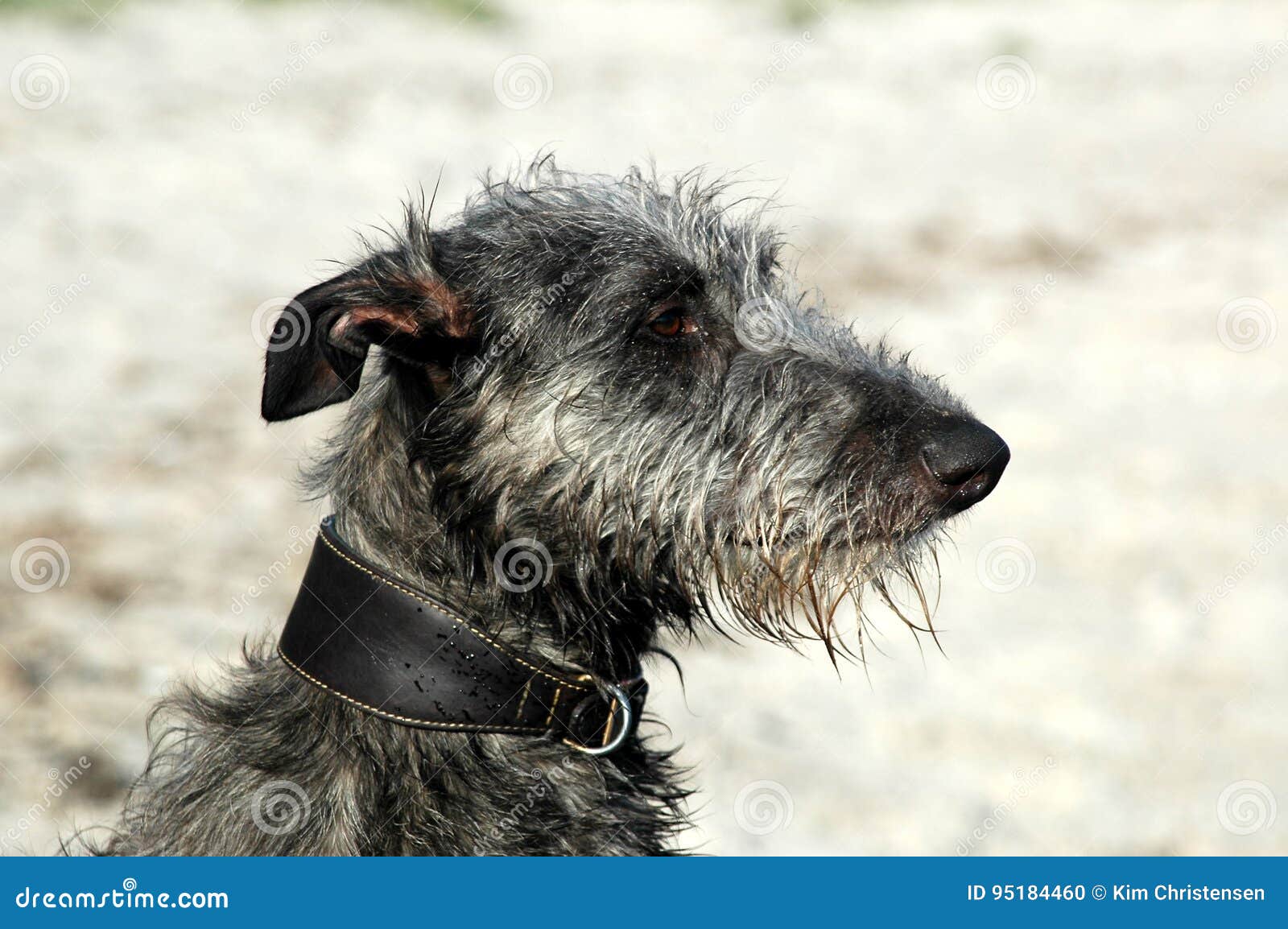 Scottish Deerhound Mix