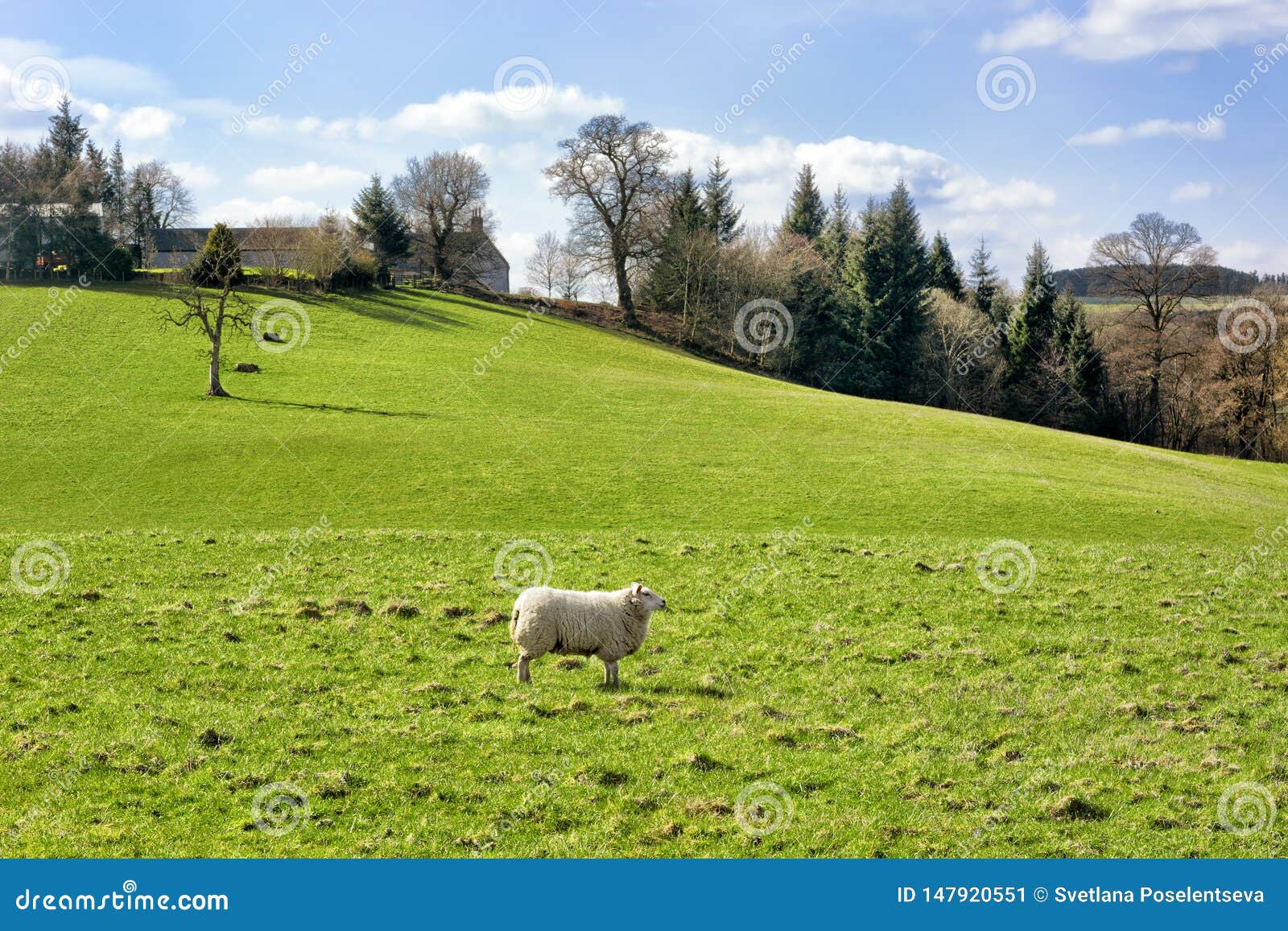 Scottish Farmland in Springtime, Pasture and Sheep Stock Image - Image ...
