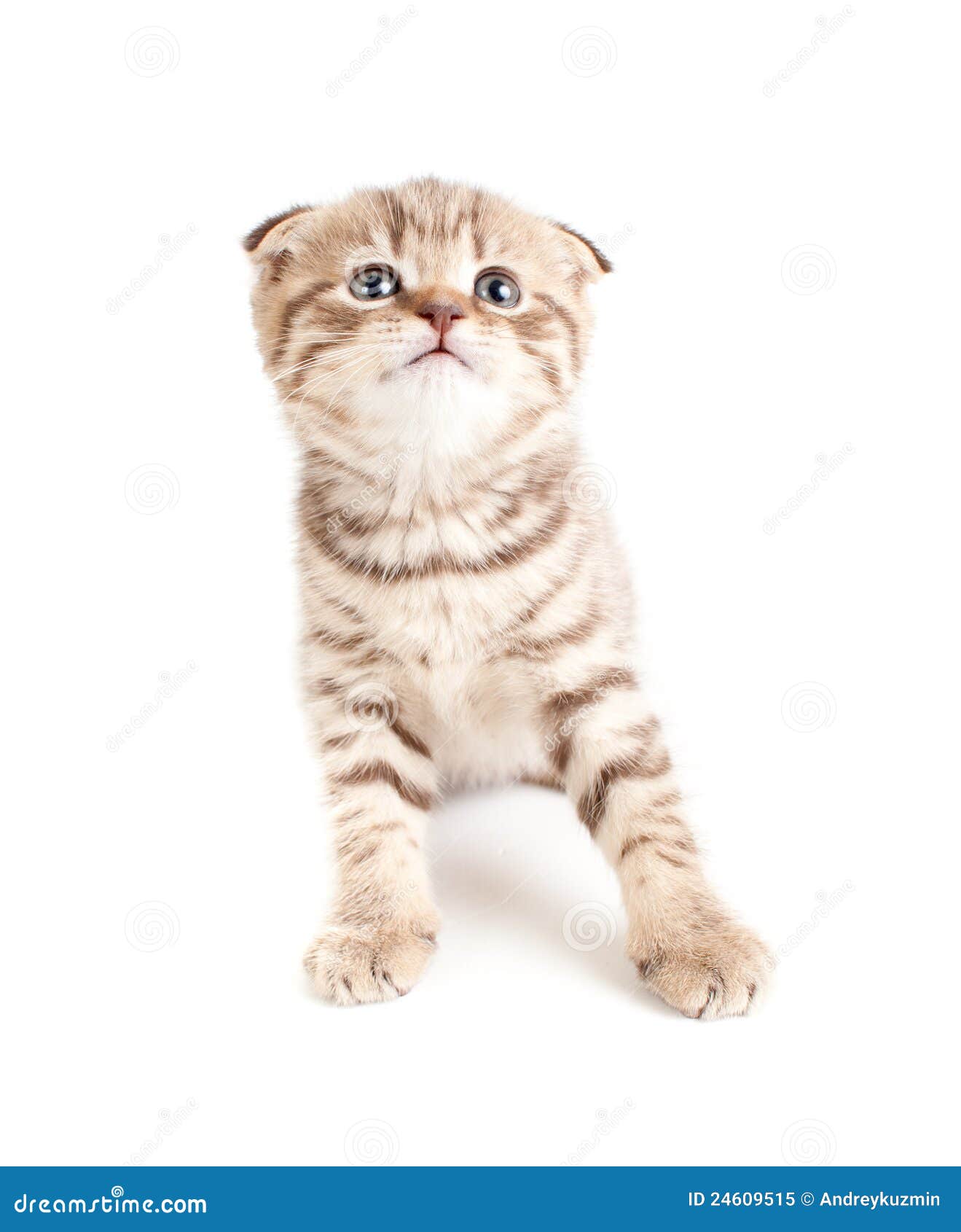 Scottish Fold Brown Tabby Kitten Front View Stock Image - Image of ...