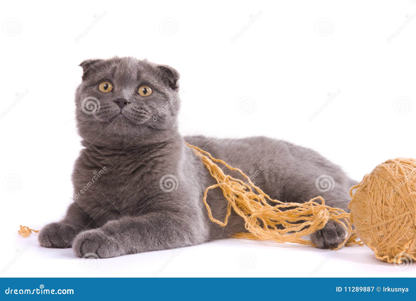 Scottish fold cat stock image. Image of pussycat, staring - 11289887