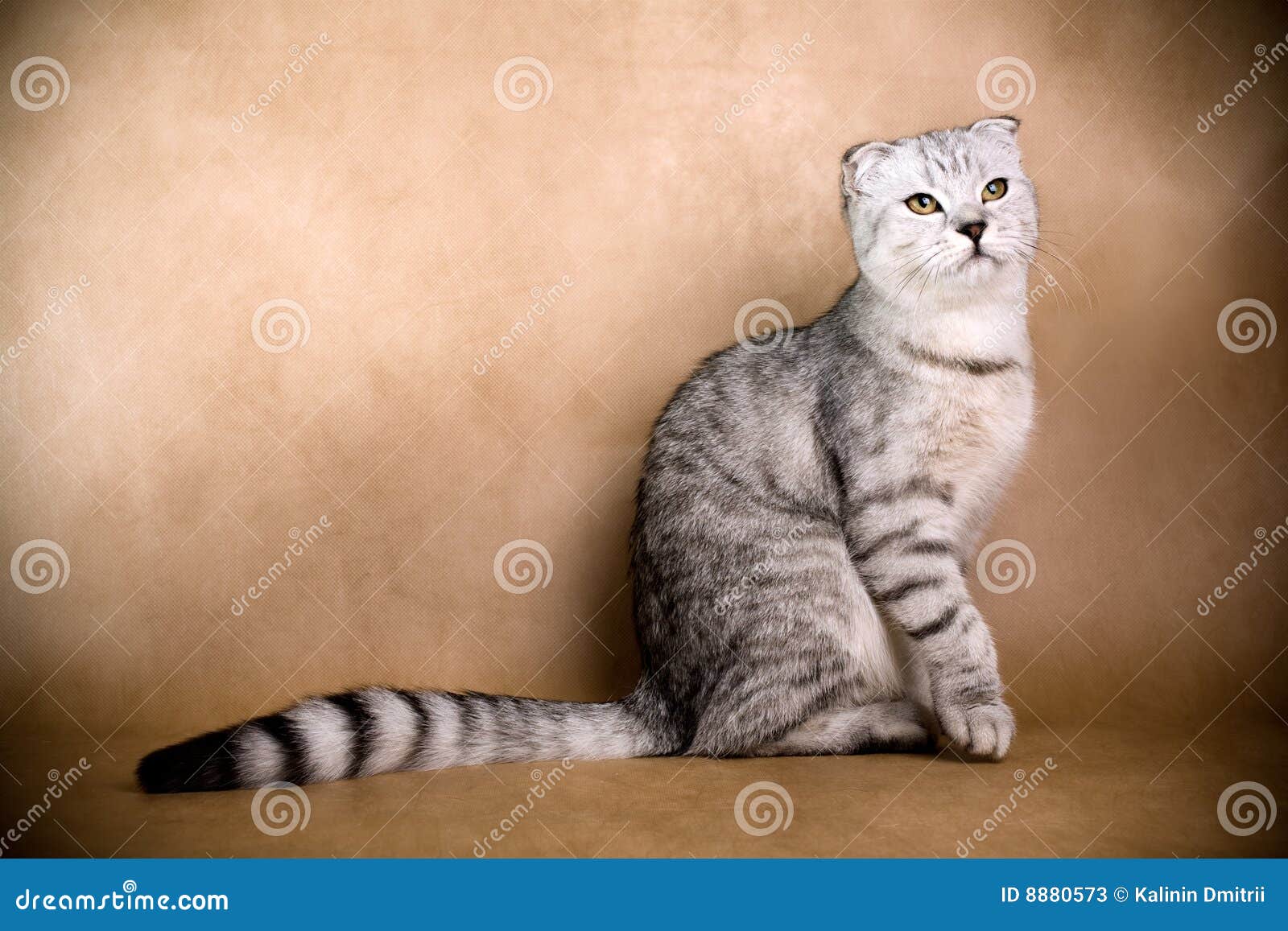 Scottish fold cat stock image. Image of purr, peaceful - 8880573