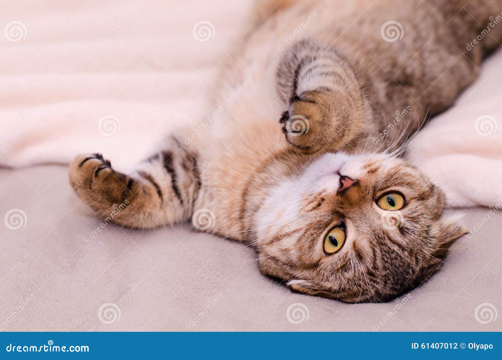 Cat Tabby Lying On Wooden Bed In Pile Of Linen Royalty-Free Stock Image ...