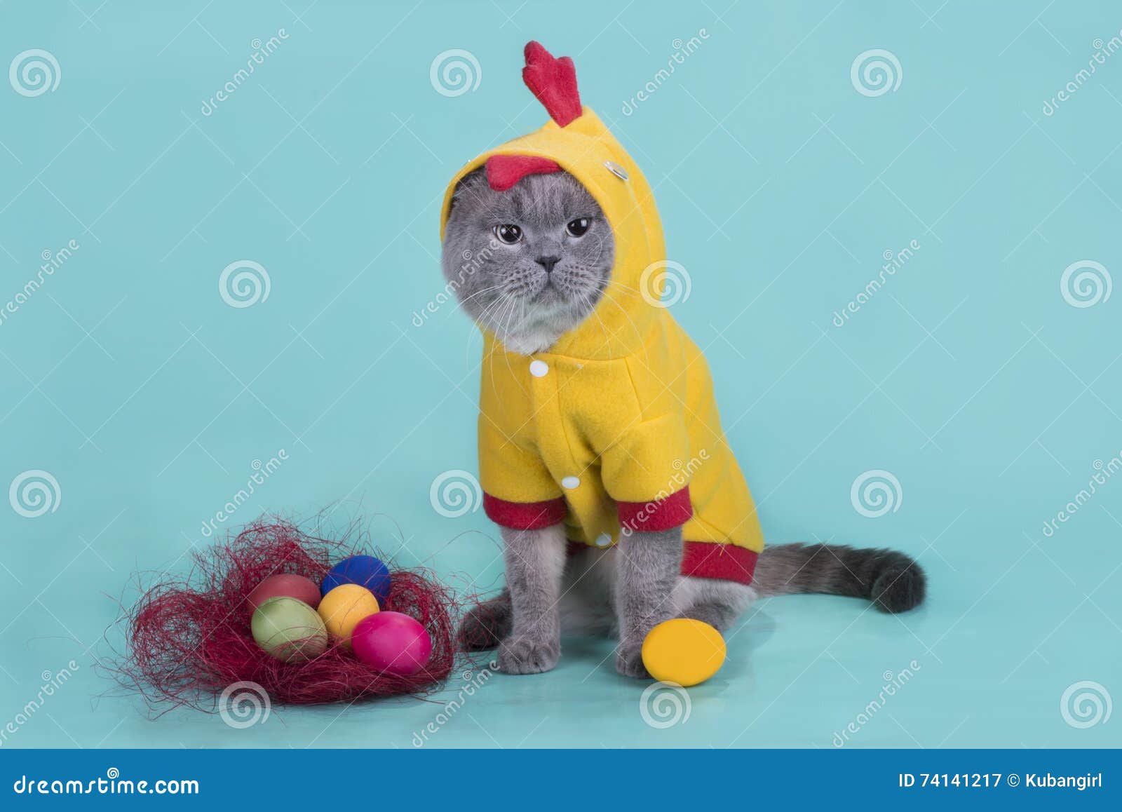 Scottish Fold Cat in a Chicken Costume Celebrates Easter Stock Image ...