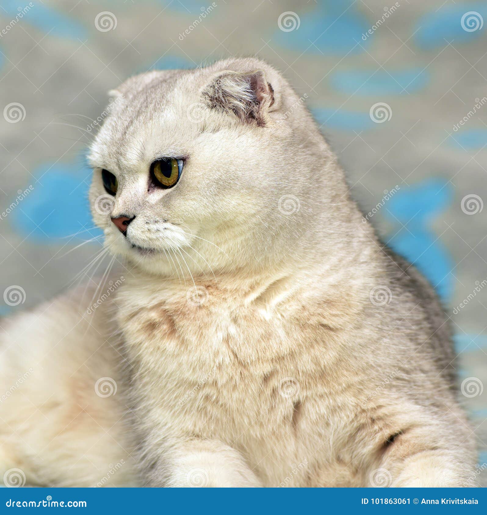 Scottish Fold cat stock image. Image of ears, brown - 101863061