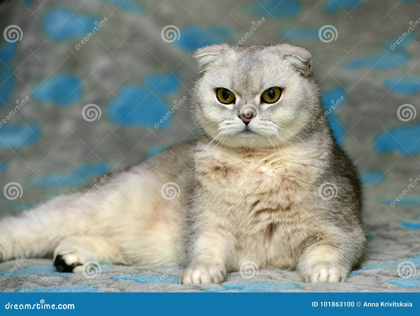 Scottish Fold cat stock photo. Image of kitten, pedigree - 101863100