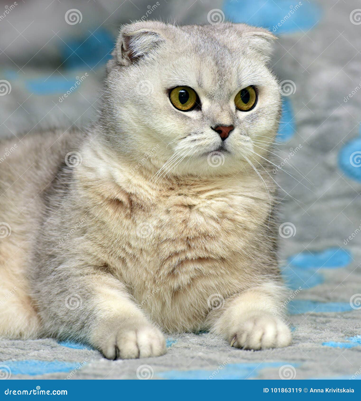 Scottish Fold cat stock image. Image of domestic, female - 101863119
