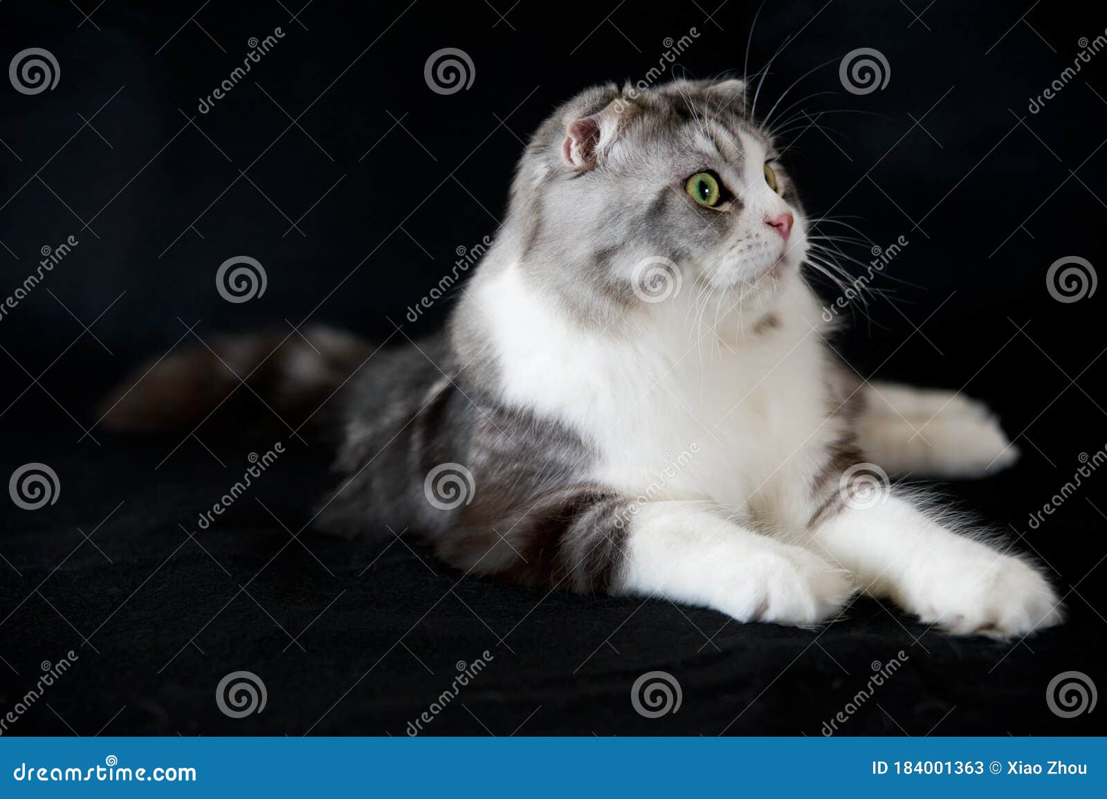 Scottish Fold cat stock image. Image of fold, soft, tail - 184001363