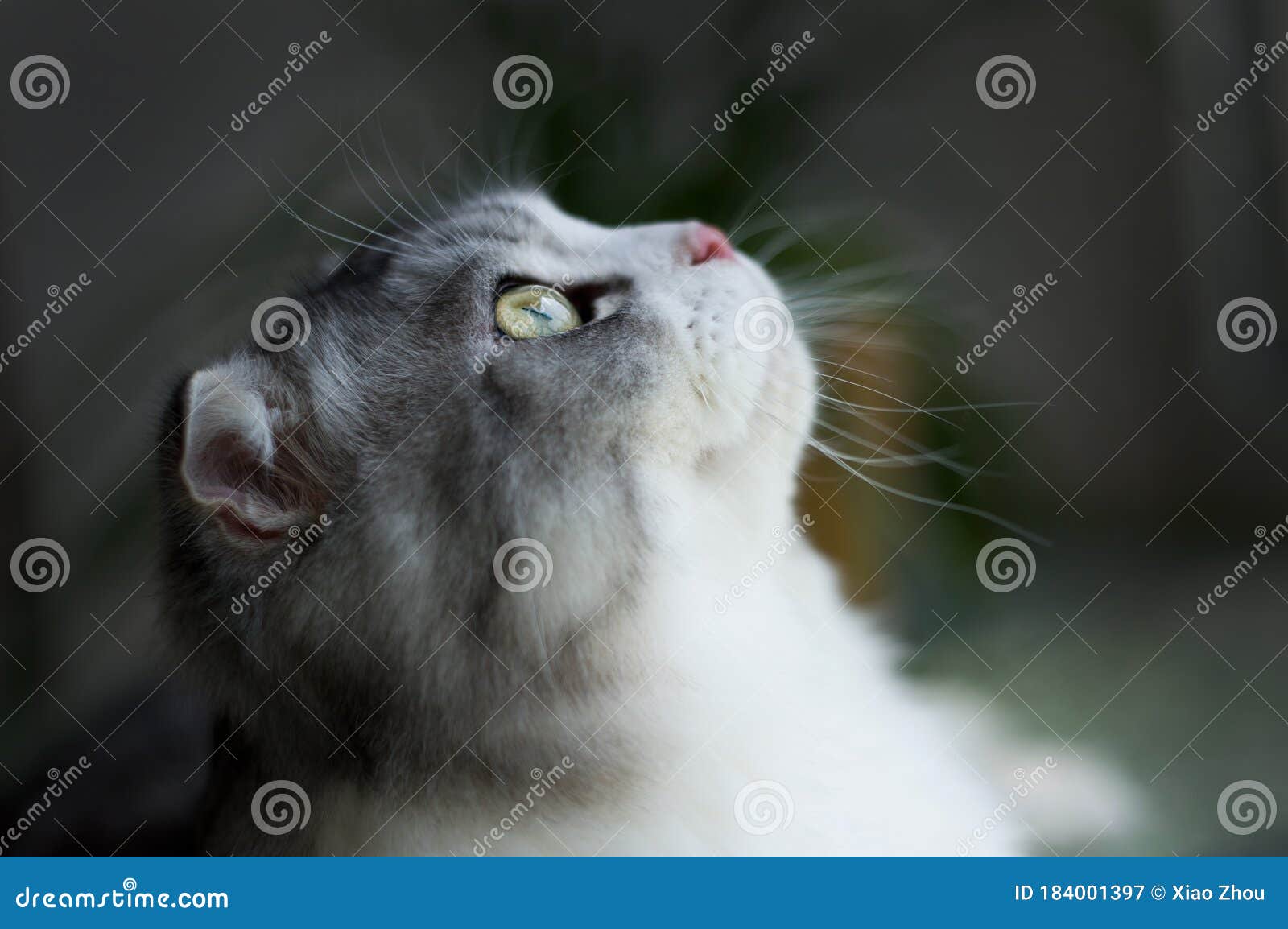 Scottish Fold cat stock image. Image of tail, scottish - 184001397