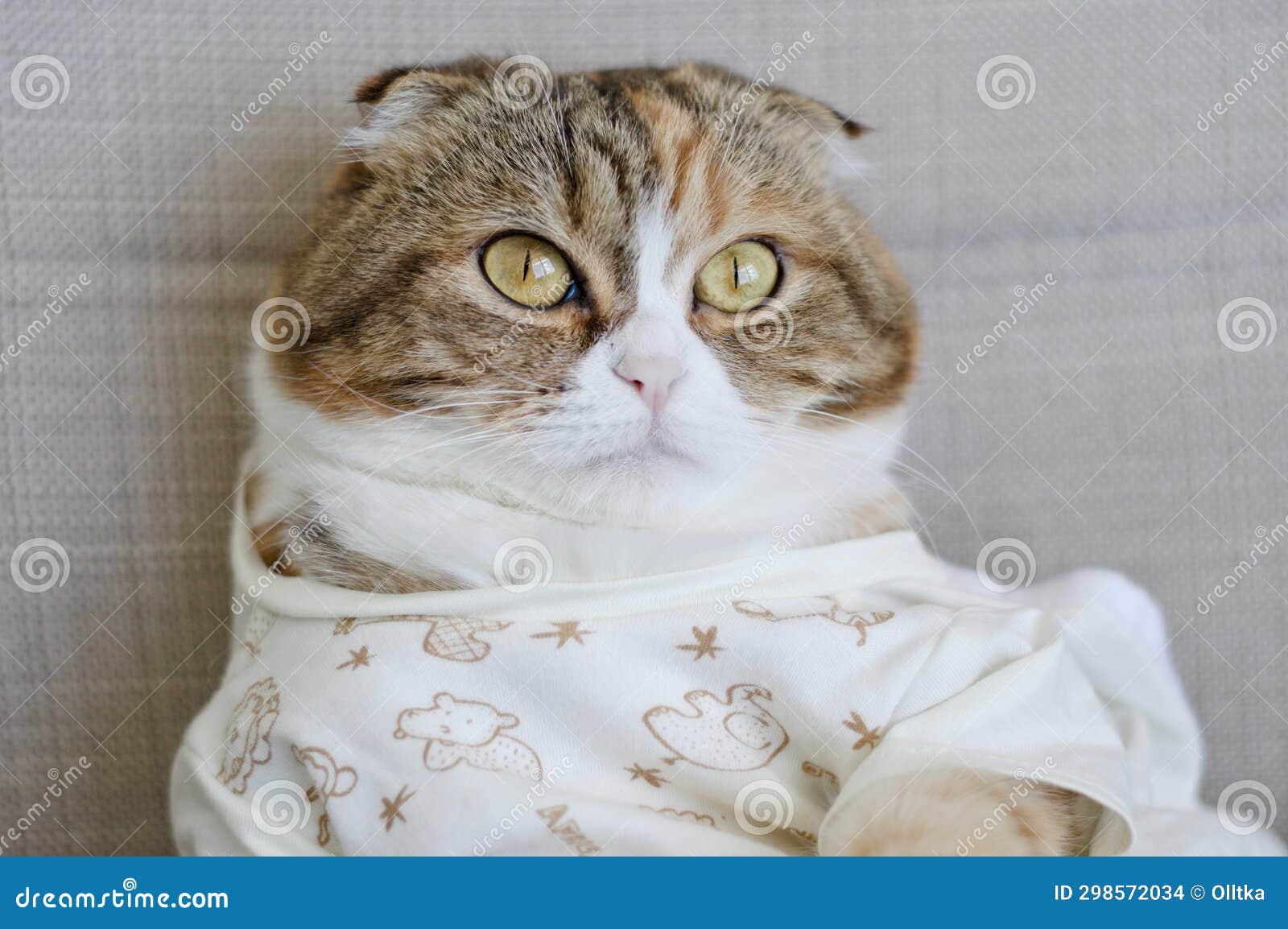 Scottish Fold Cat Dressed in T-short Stock Photo - Image of fold, adult ...