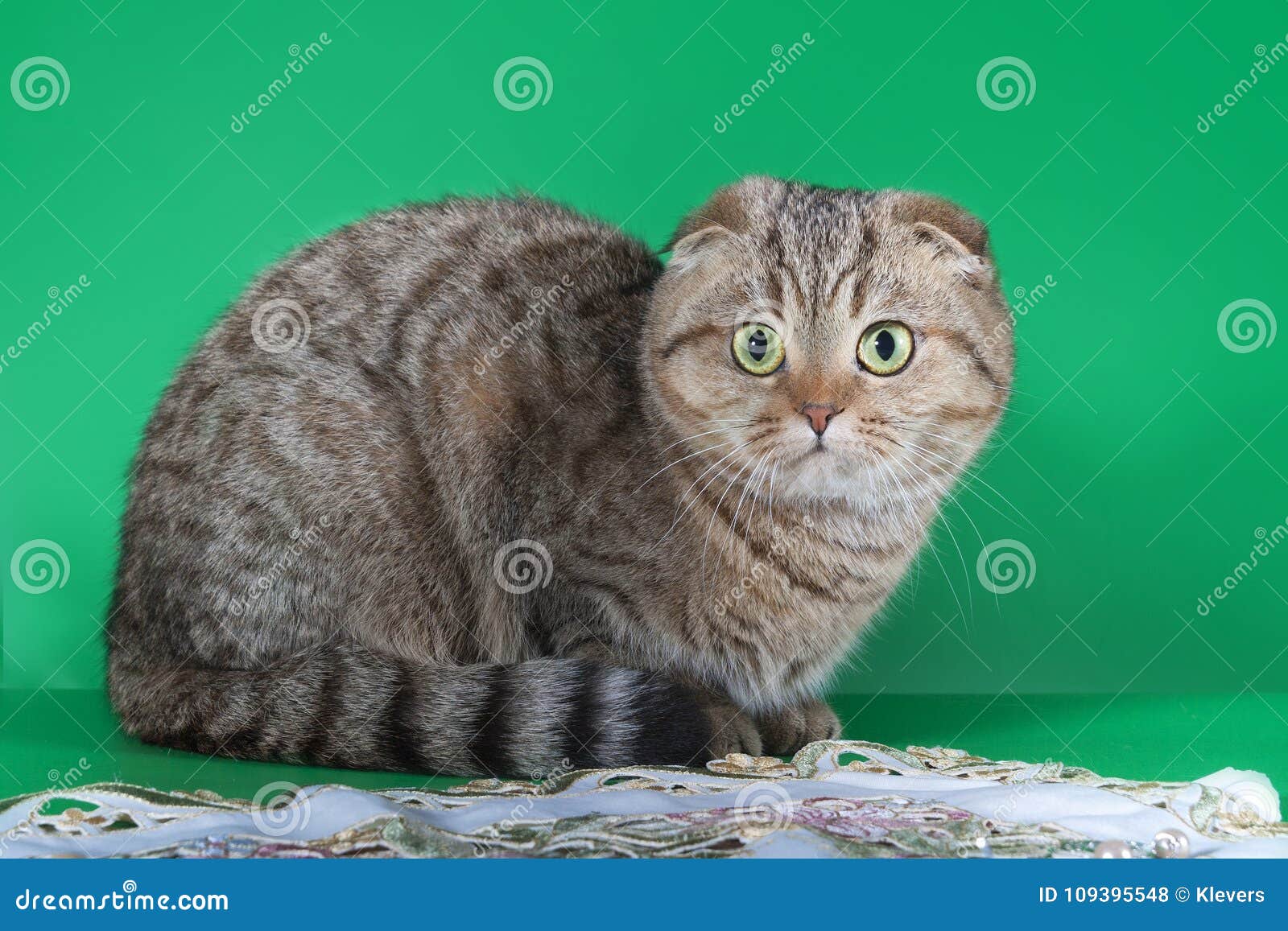 Scottish Fold Cat Sitting