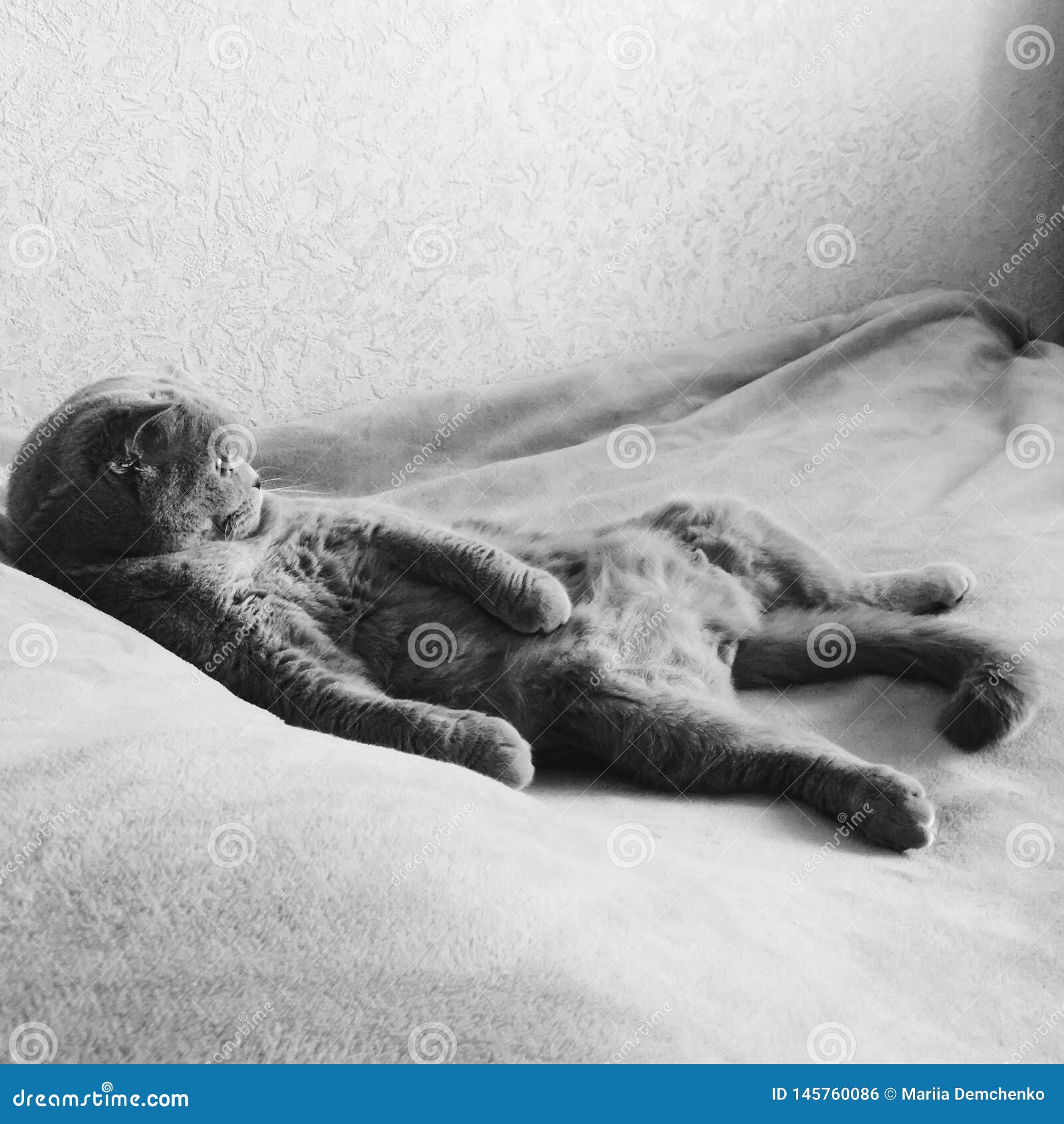 Scottish Fold Cat Imposingly Lying on His Back with His Paws Spread ...