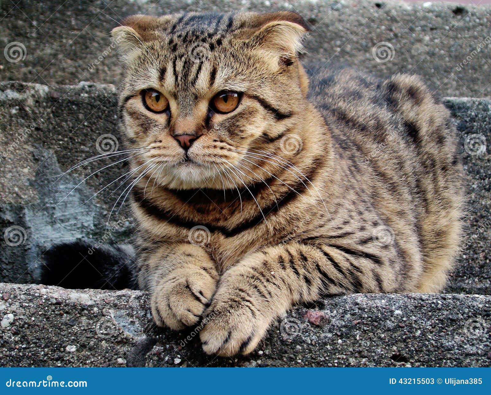 Scottish fold cat stock image. Image of clever, domestic - 43215503