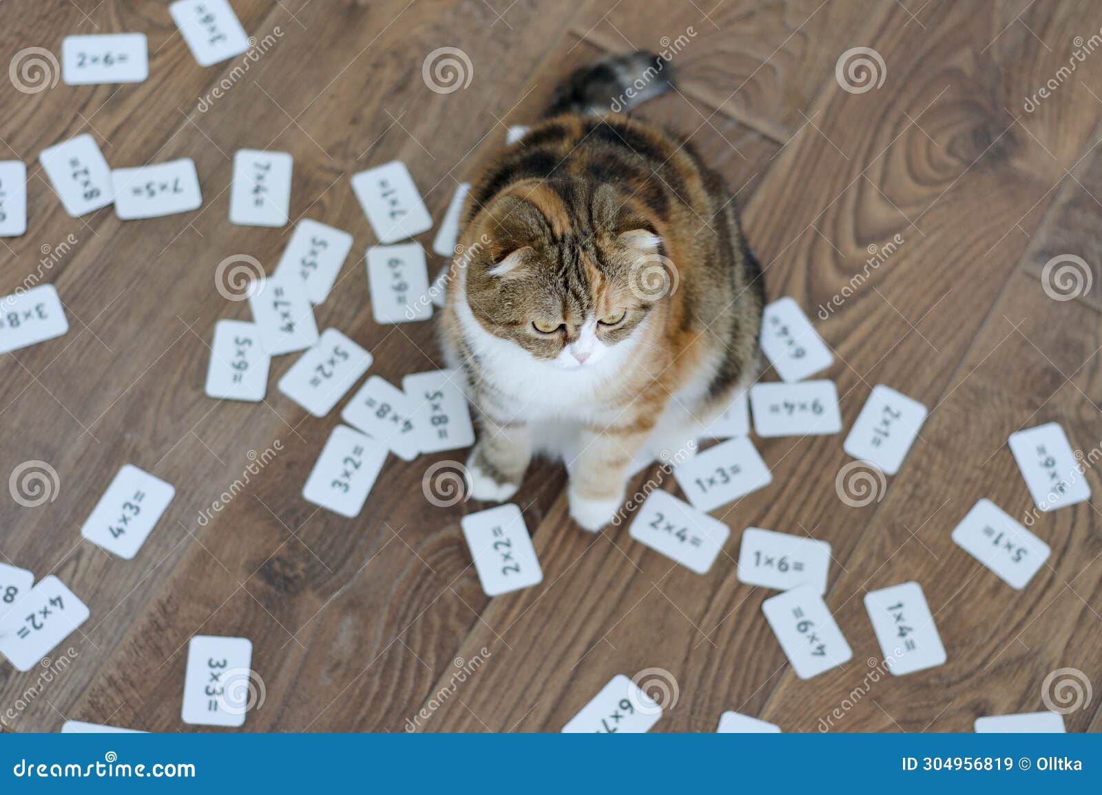 Scottish Fold Cat with Many Examples in Mathematics Stock Image - Image ...