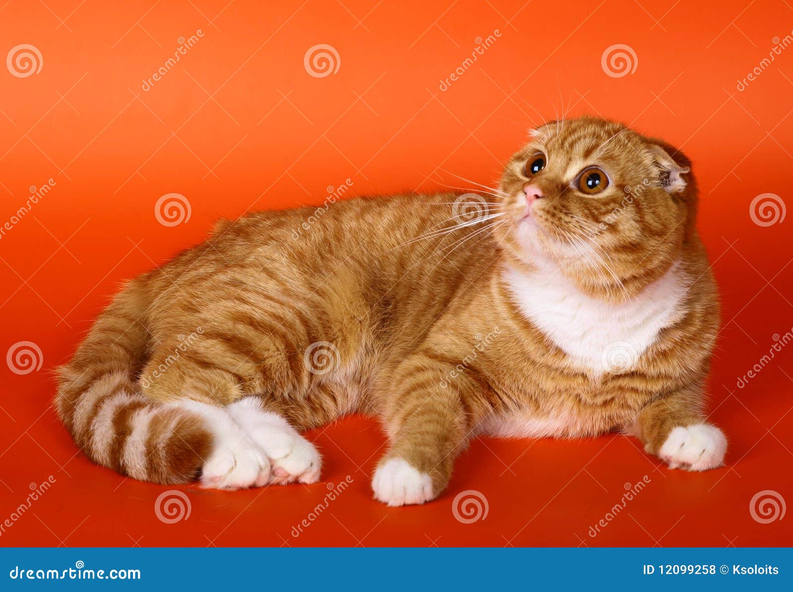 Orange Tabby Scottish Fold