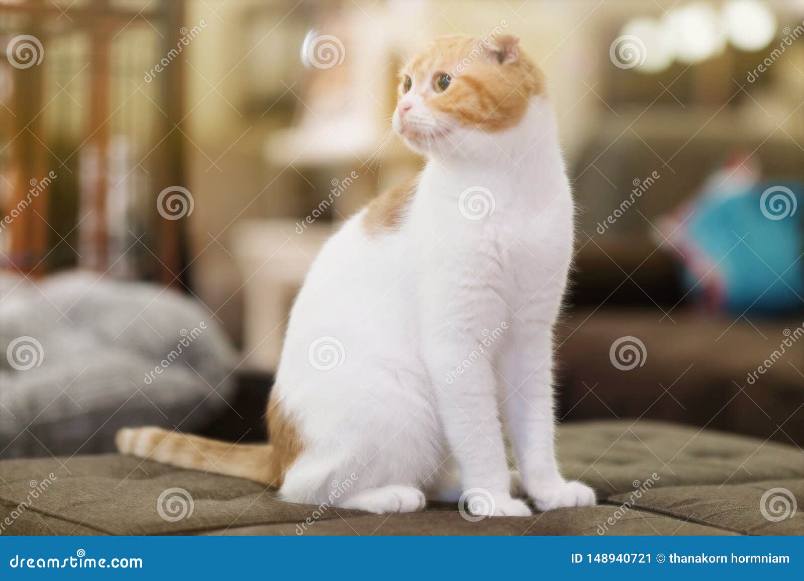 Scottish Fold Cat stock image. Image of orange, animal - 148940721