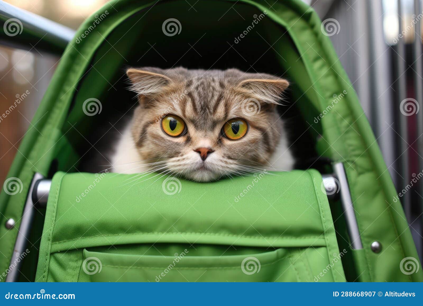 A Scottish Fold Cat Poking Its Head Out of a Green Stroller Stock Image ...