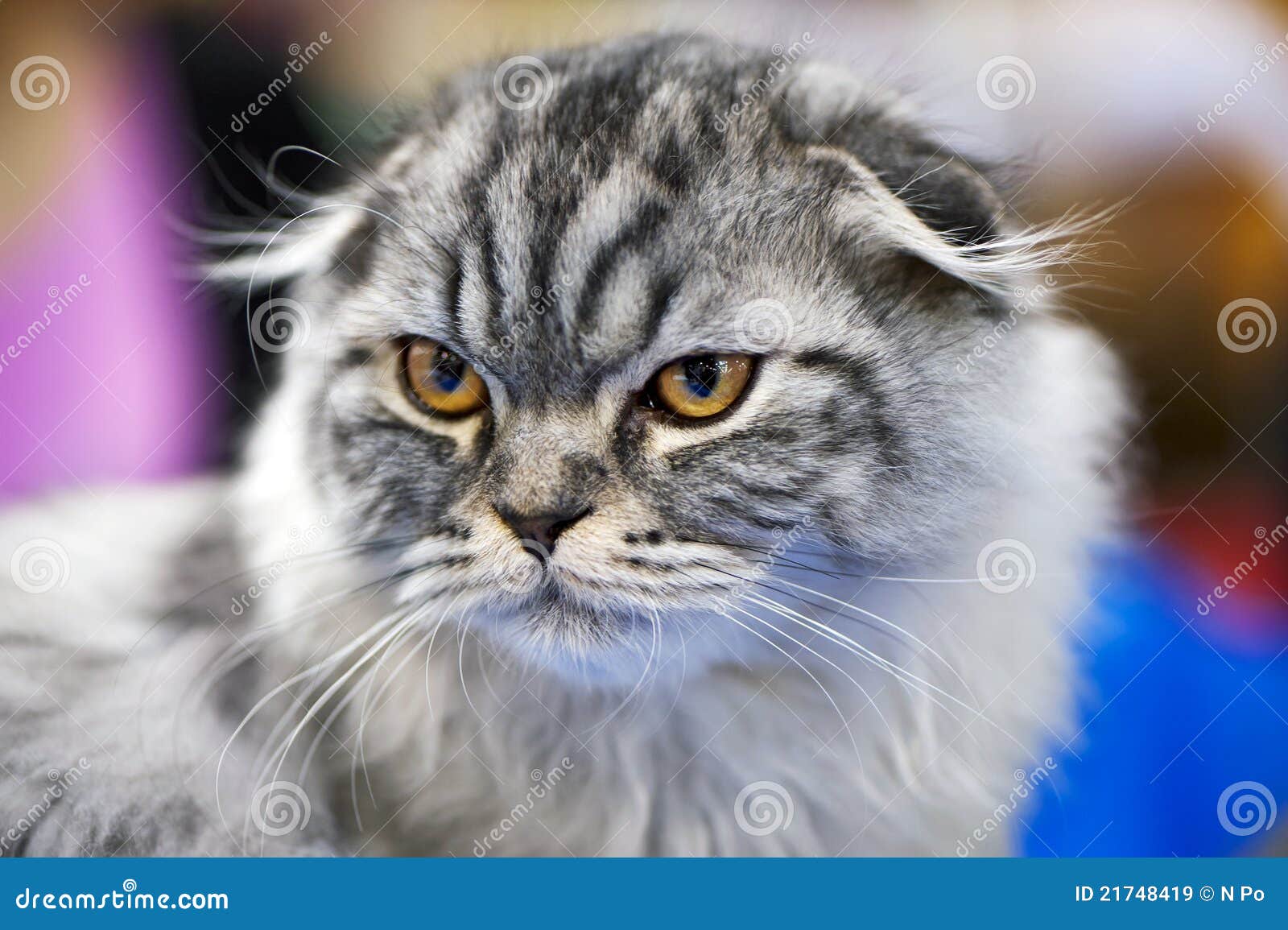 Scottish Cat Portrait, Fluffy Marble Domestic Cat Stock Photo ...