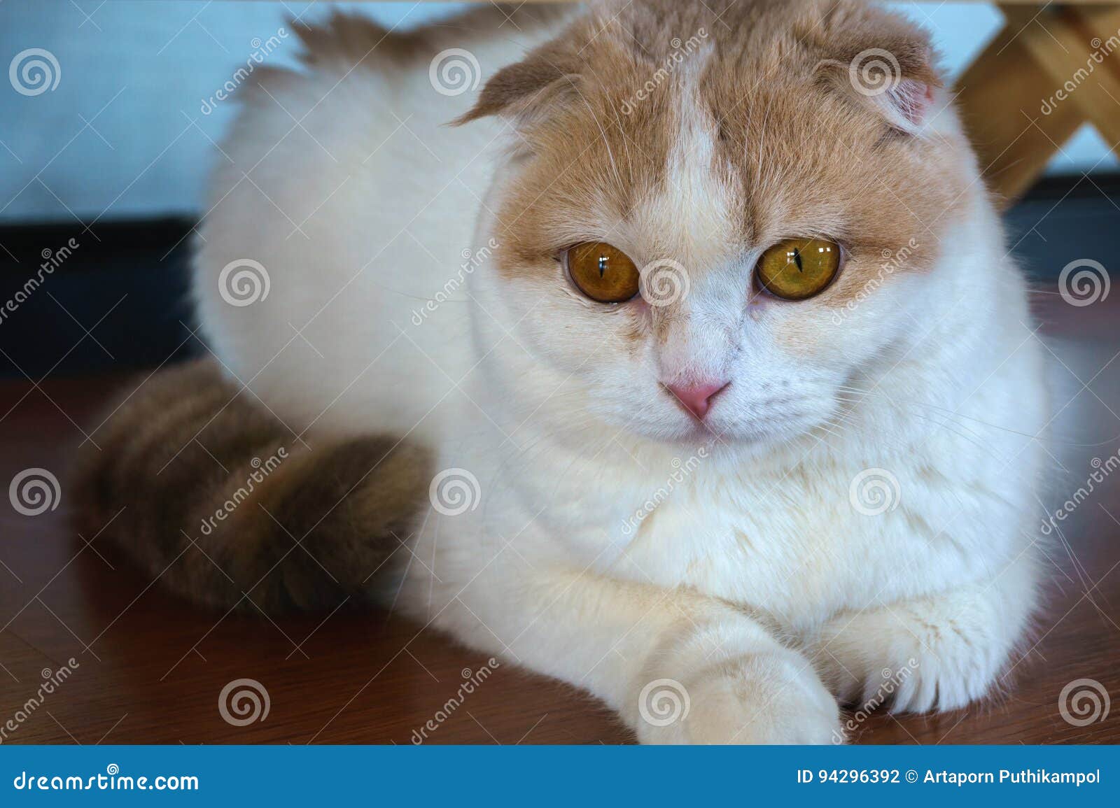 Scottish fold cat portrait stock photo. Image of particolour - 94296392