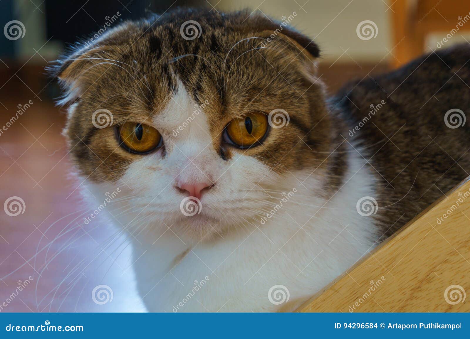 Scottish fold cat portrait stock photo. Image of looking - 94296584