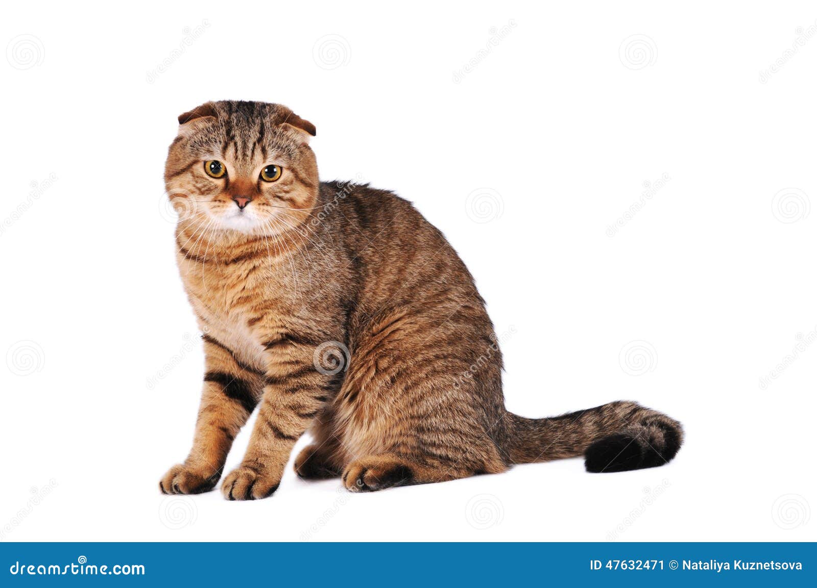 Scottish fold cat portrait stock image. Image of body - 47632471