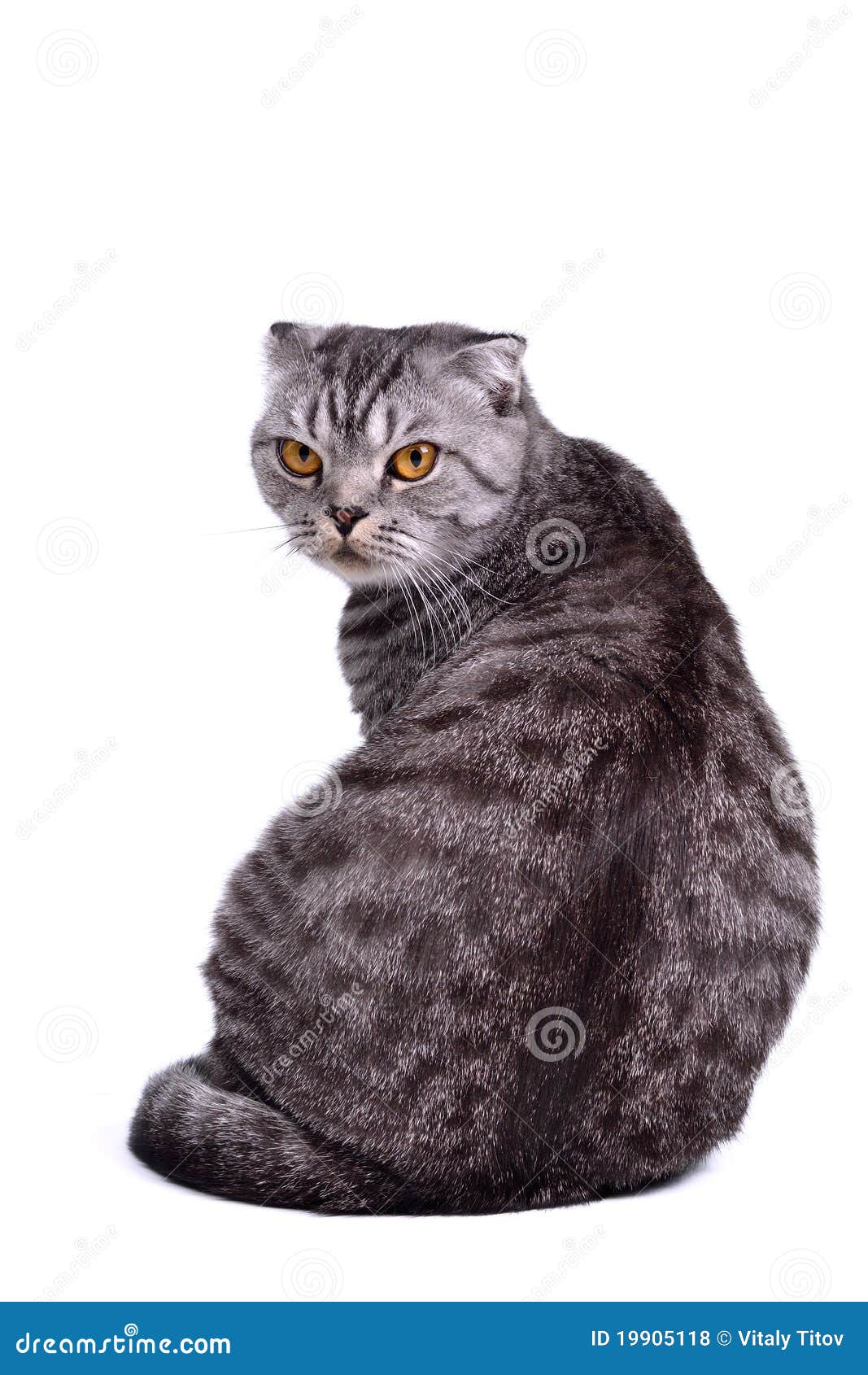 Cat Back View Sitting