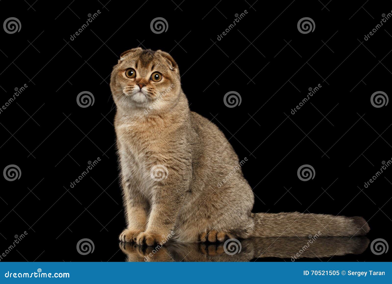 Scottish Fold Cat Sitting , Looking in Camera on Black Stock Image ...