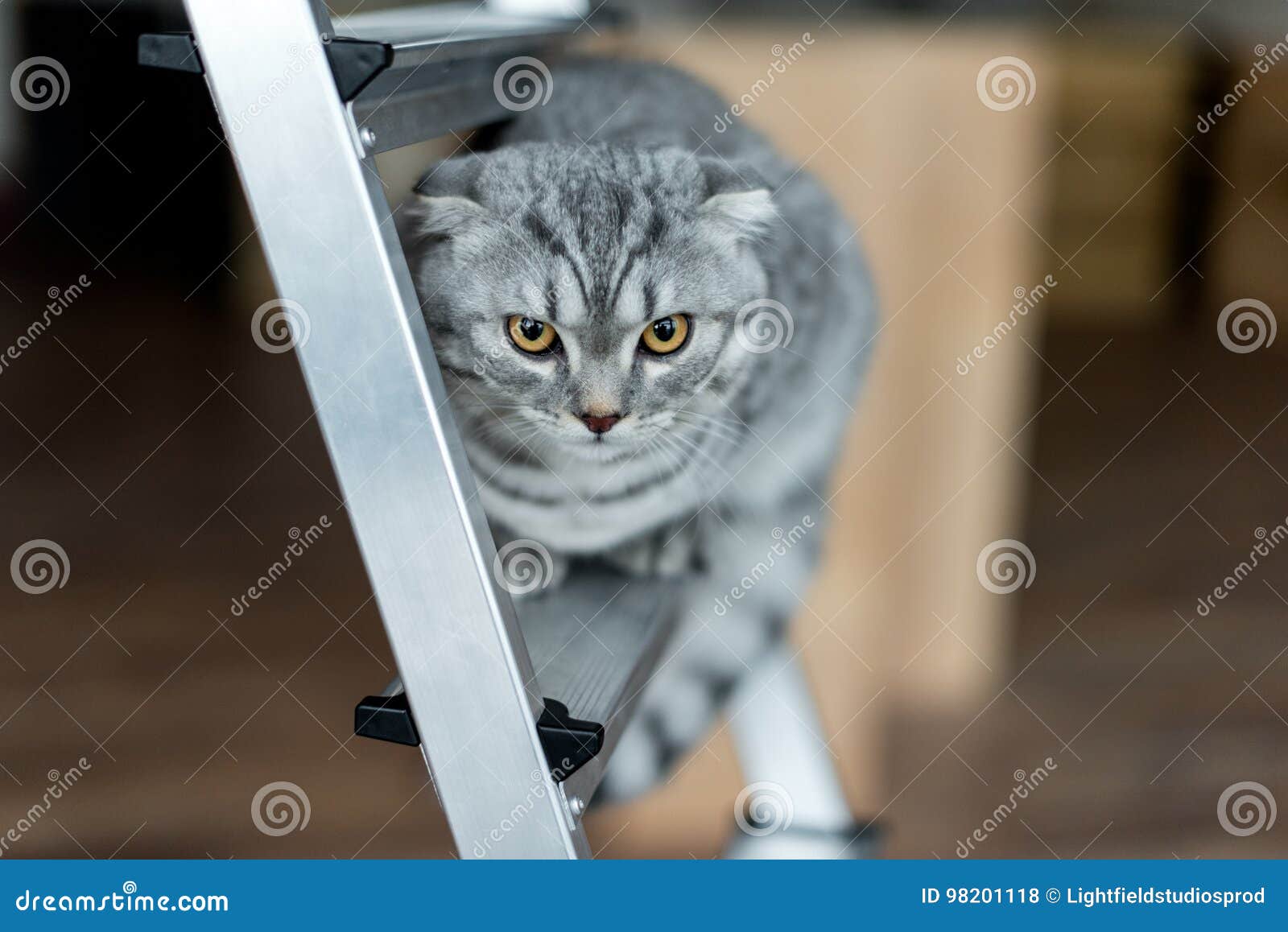 Scottish Fold Cat Sitting on Metallic Ladder Stock Photo - Image of ...