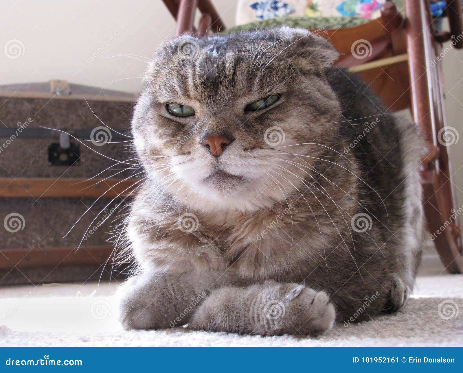 Cranky Cat with Paws Folded and Glaring Expression Stock Image - Image ...