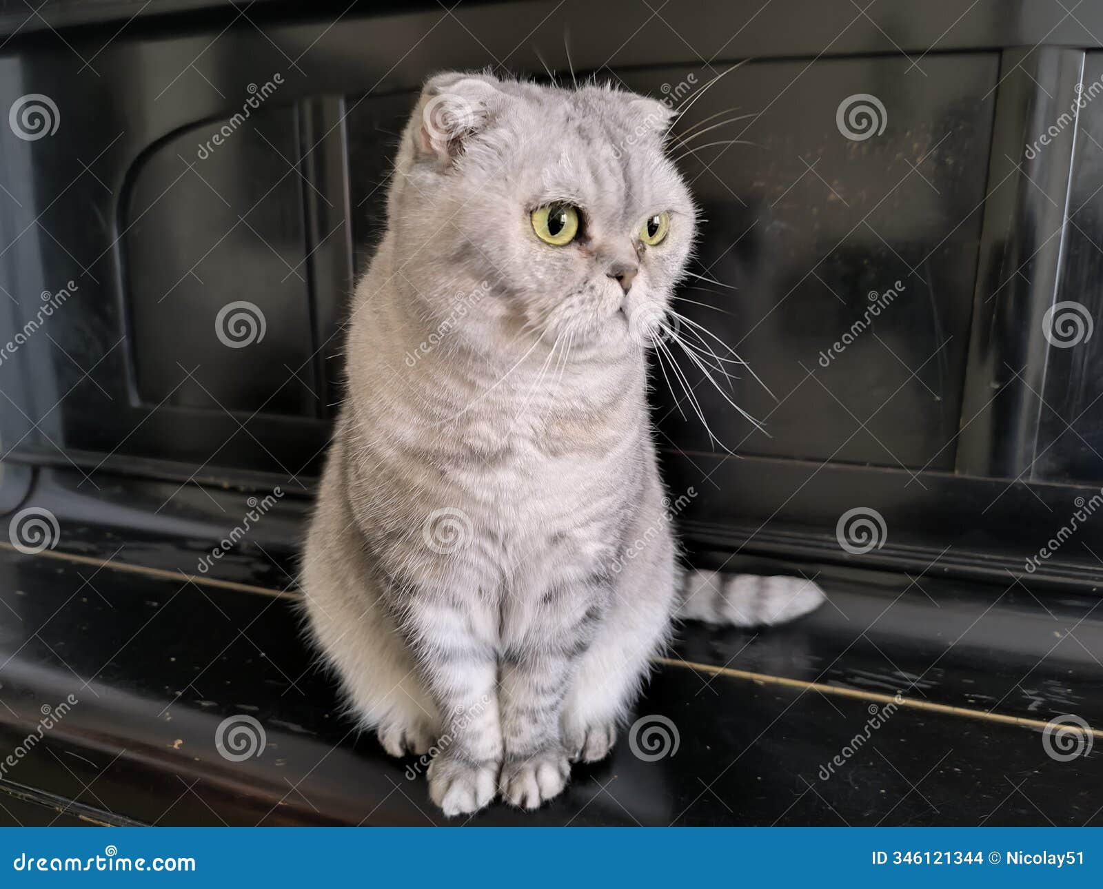 Scottish Fold Cat Sitting on the Piano Stock Photo - Image of ...
