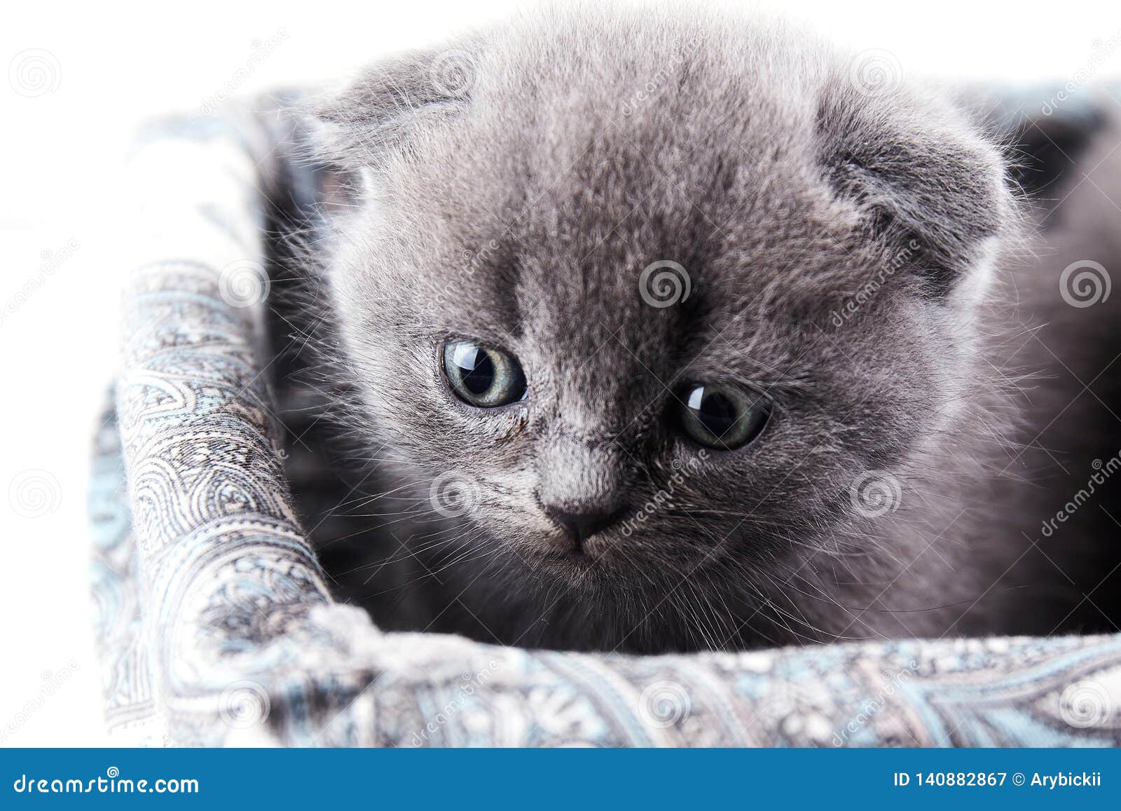 Scottish Cat Squat, Young Cat Looks Into The Farme Stock Photography ...