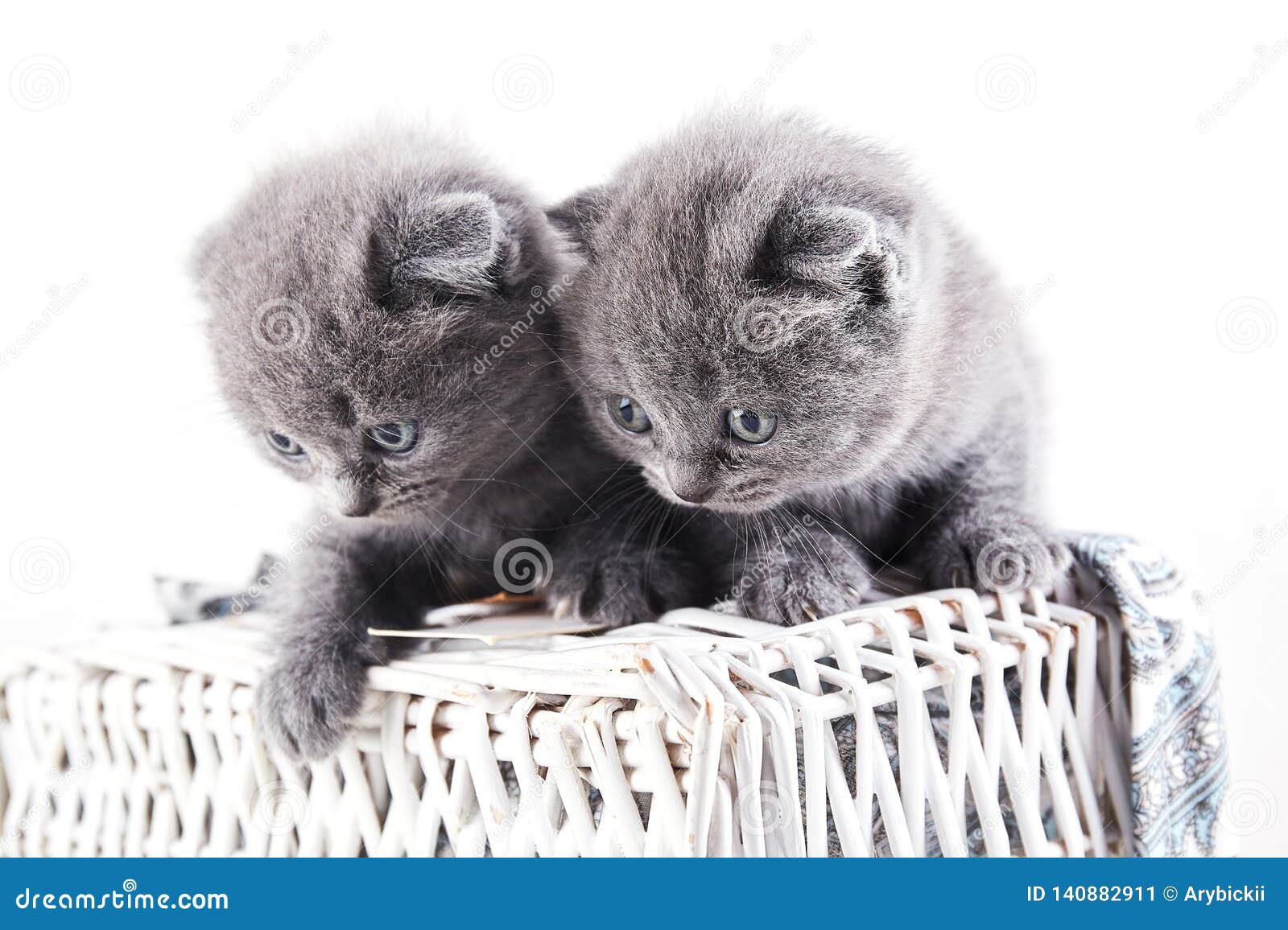 Scottish Cat Squat, Young Cat Looks Into The Farme Stock Photography ...